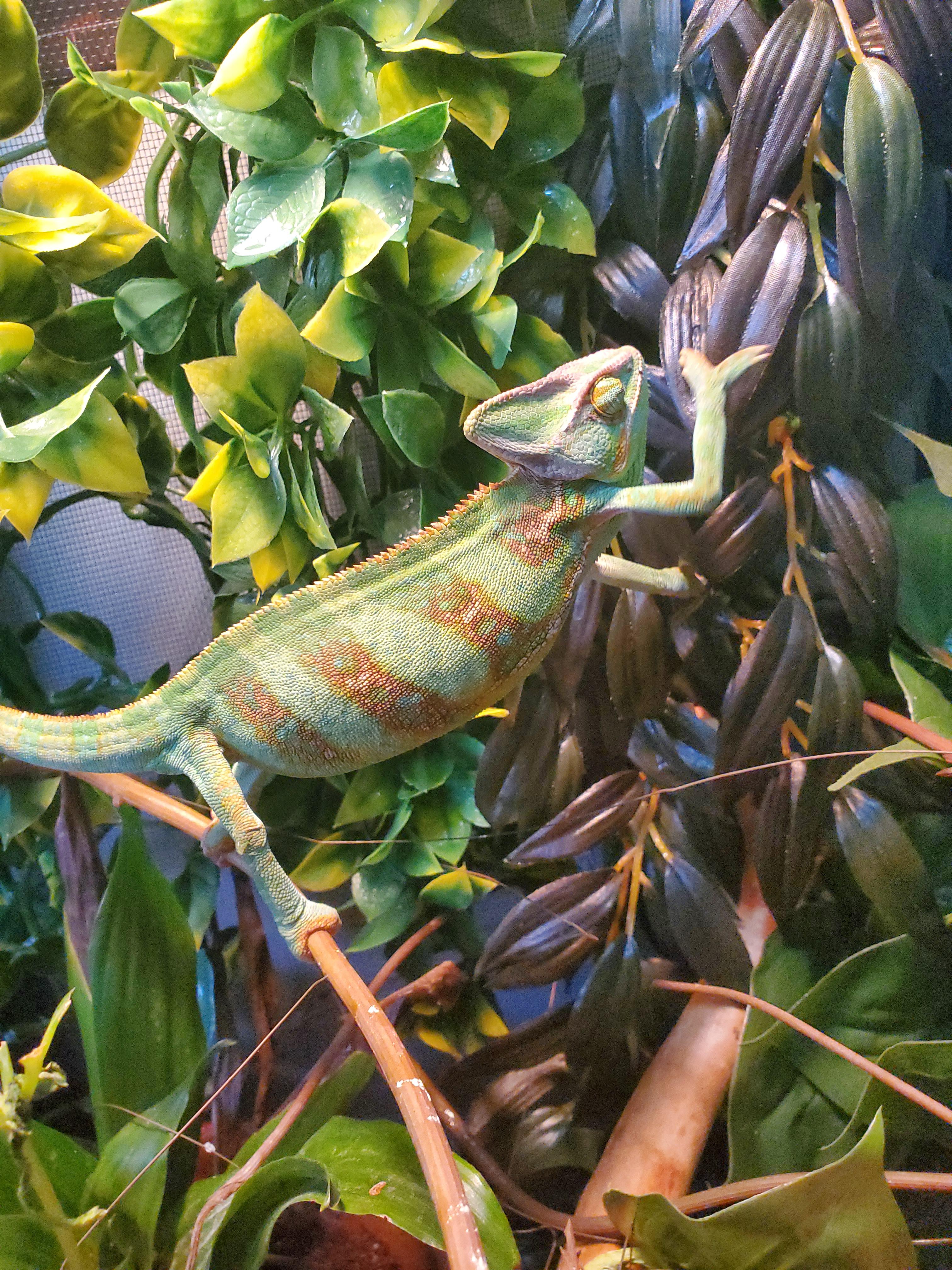 Rico all freshly shed! | Scrolller