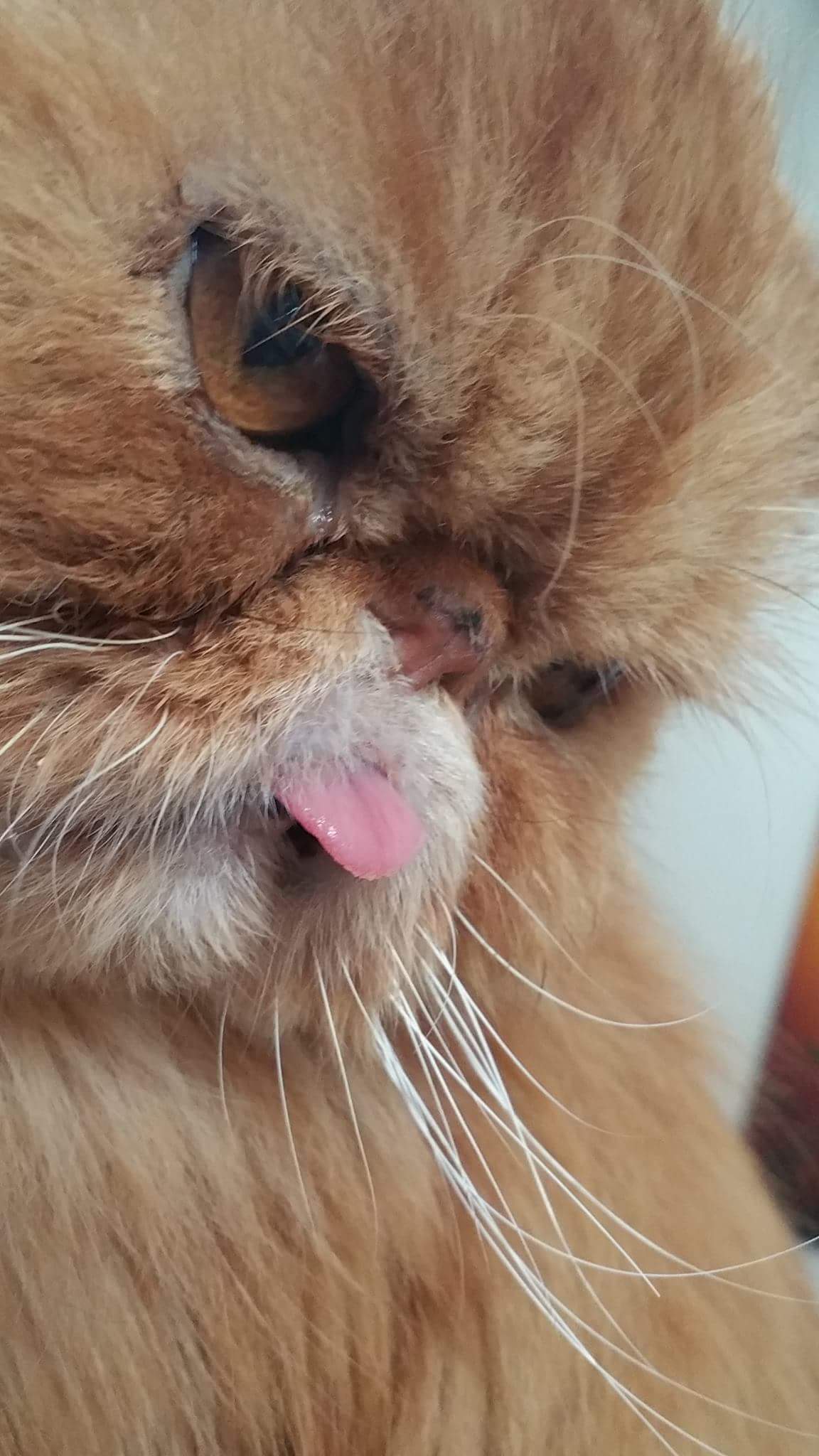RIP Mr. Fuzzo, may you forever blep in kitty heaven | Scrolller