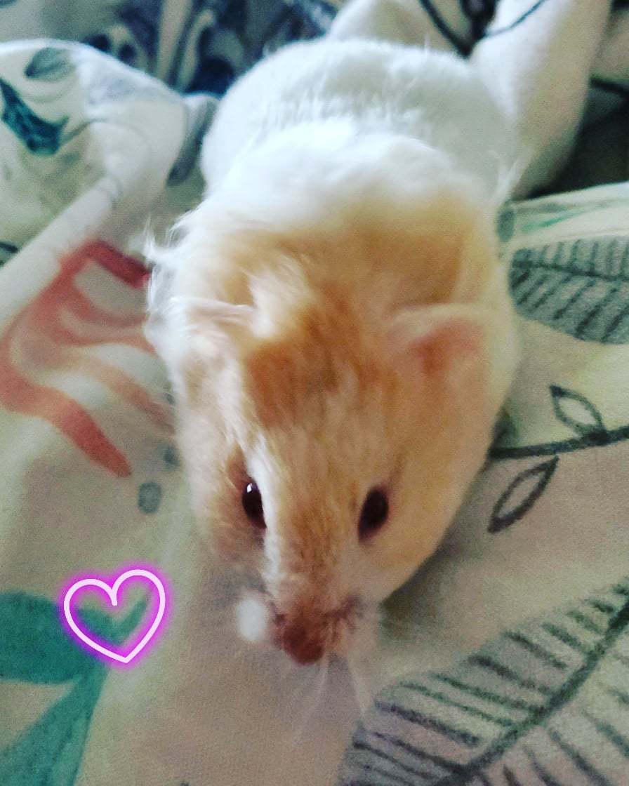 Rip our sweet little Bean | Scrolller