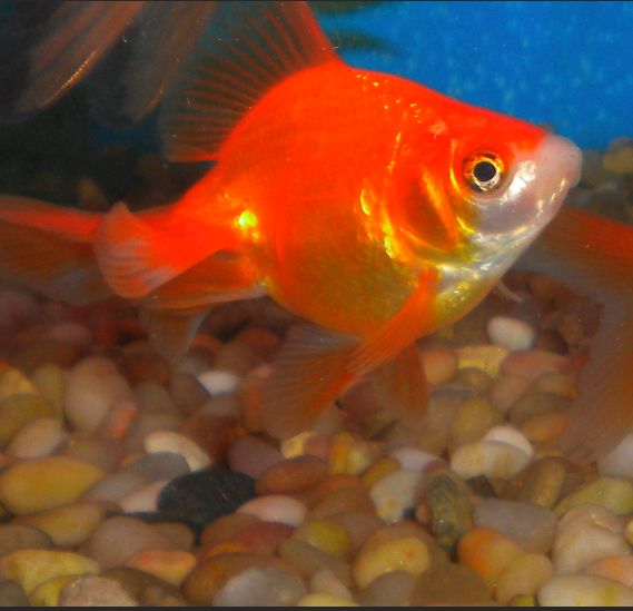 RIP Rosie - nine years ago, bought her at Petsmart and it started my ...