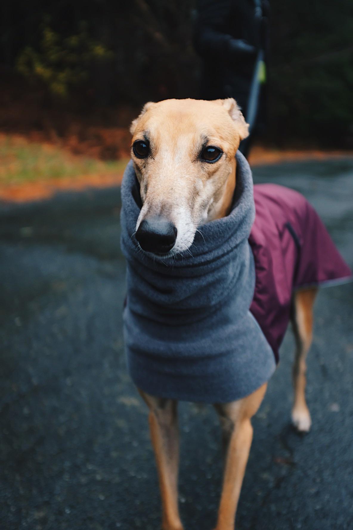 Ripley looking regal today | Scrolller