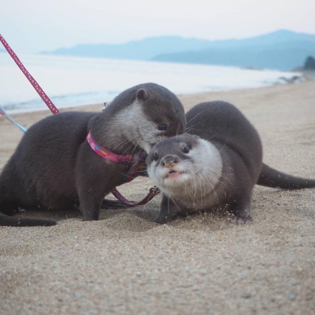 River otters at the beach | Scrolller