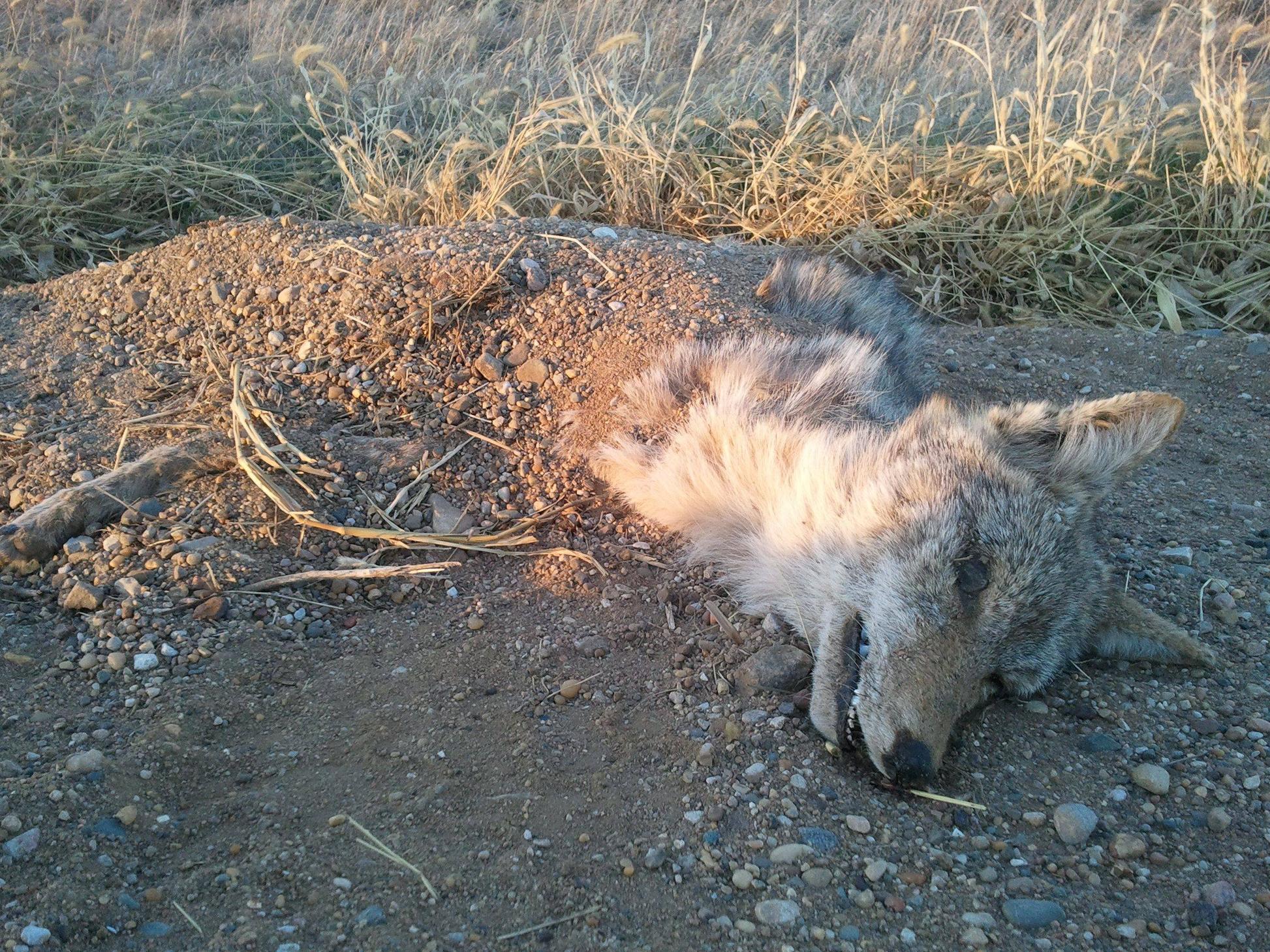 Roadkill? Or shoot, shovel and shutup? | Scrolller