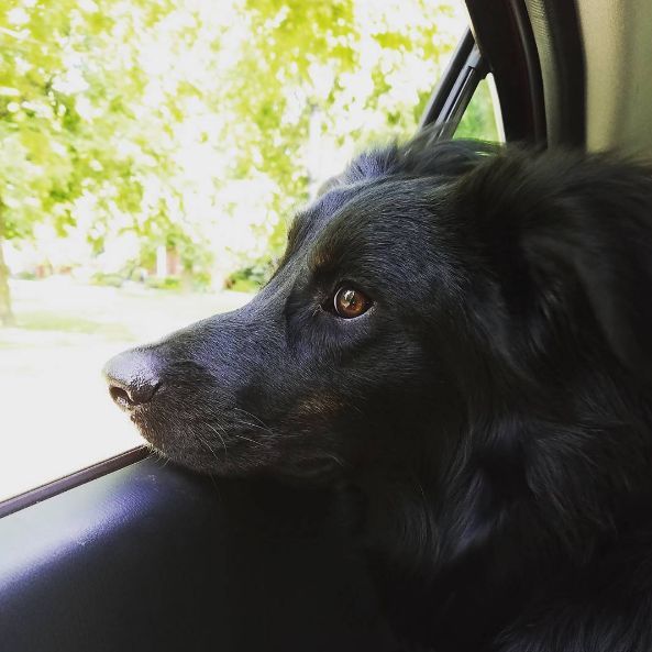 Rocket looking regal on the way to the dog park | Scrolller