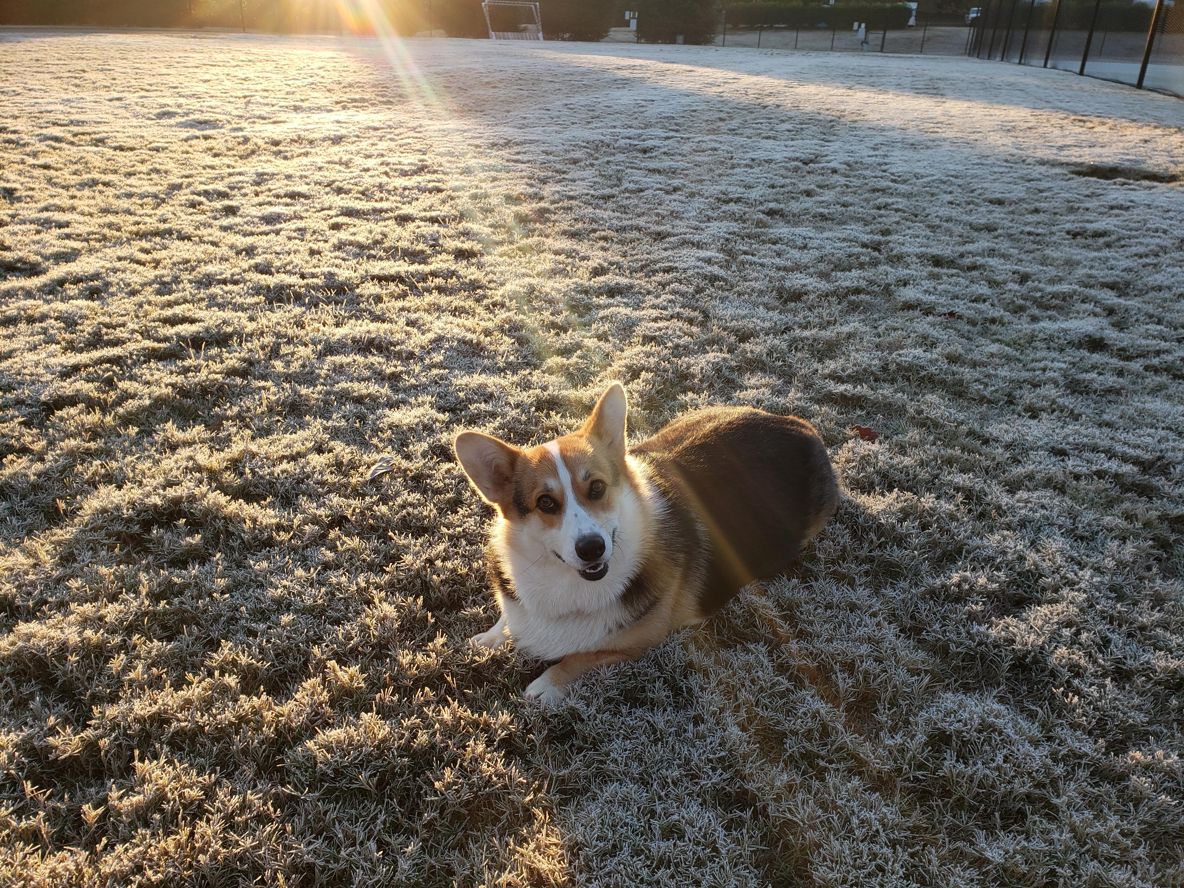 Rocky's frosty glamour shot | Scrolller