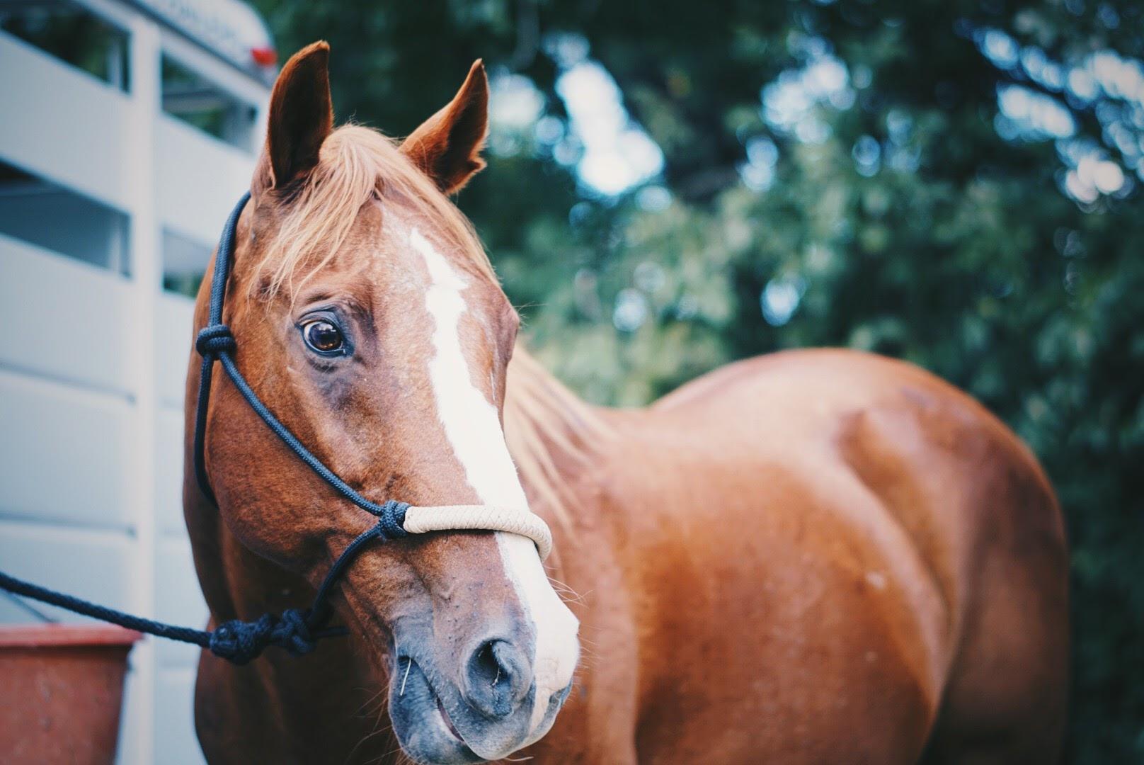Rodeo Horse | Scrolller