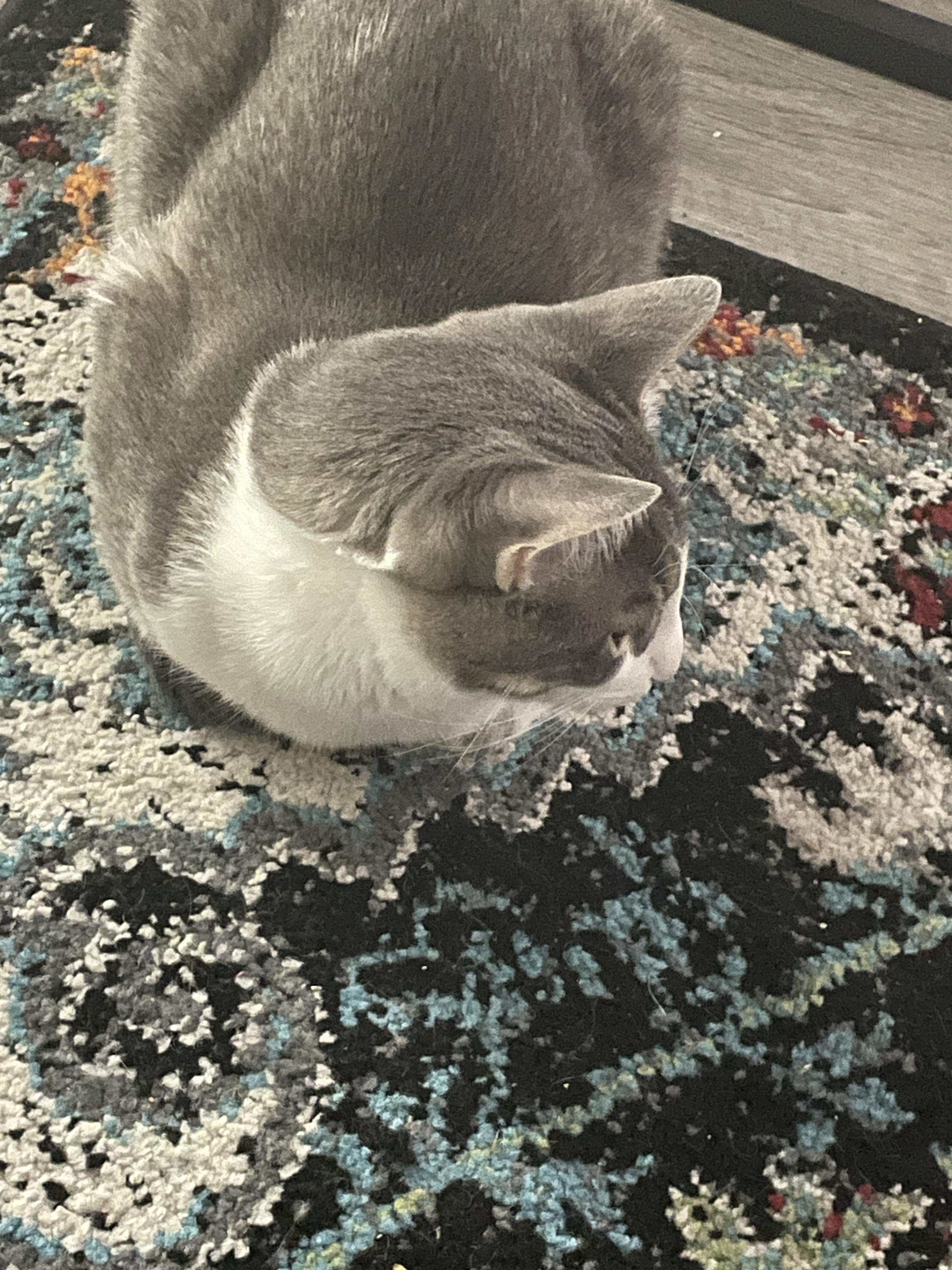 Roger loaf | Scrolller