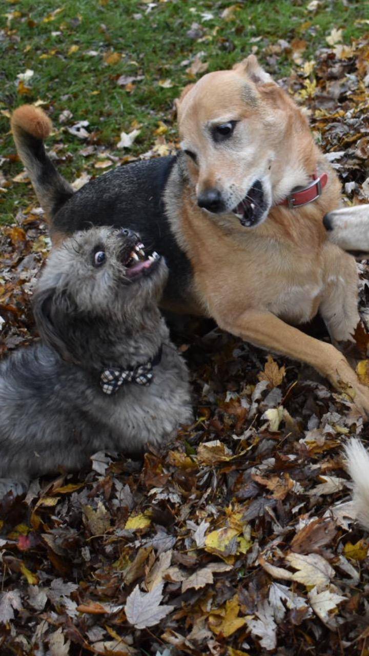 Rompin' in the leaves | Scrolller