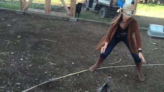 Rooster protects his hen. | Scrolller