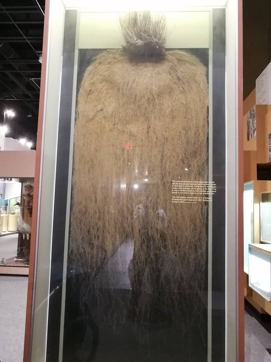 Root goals | Scrolller