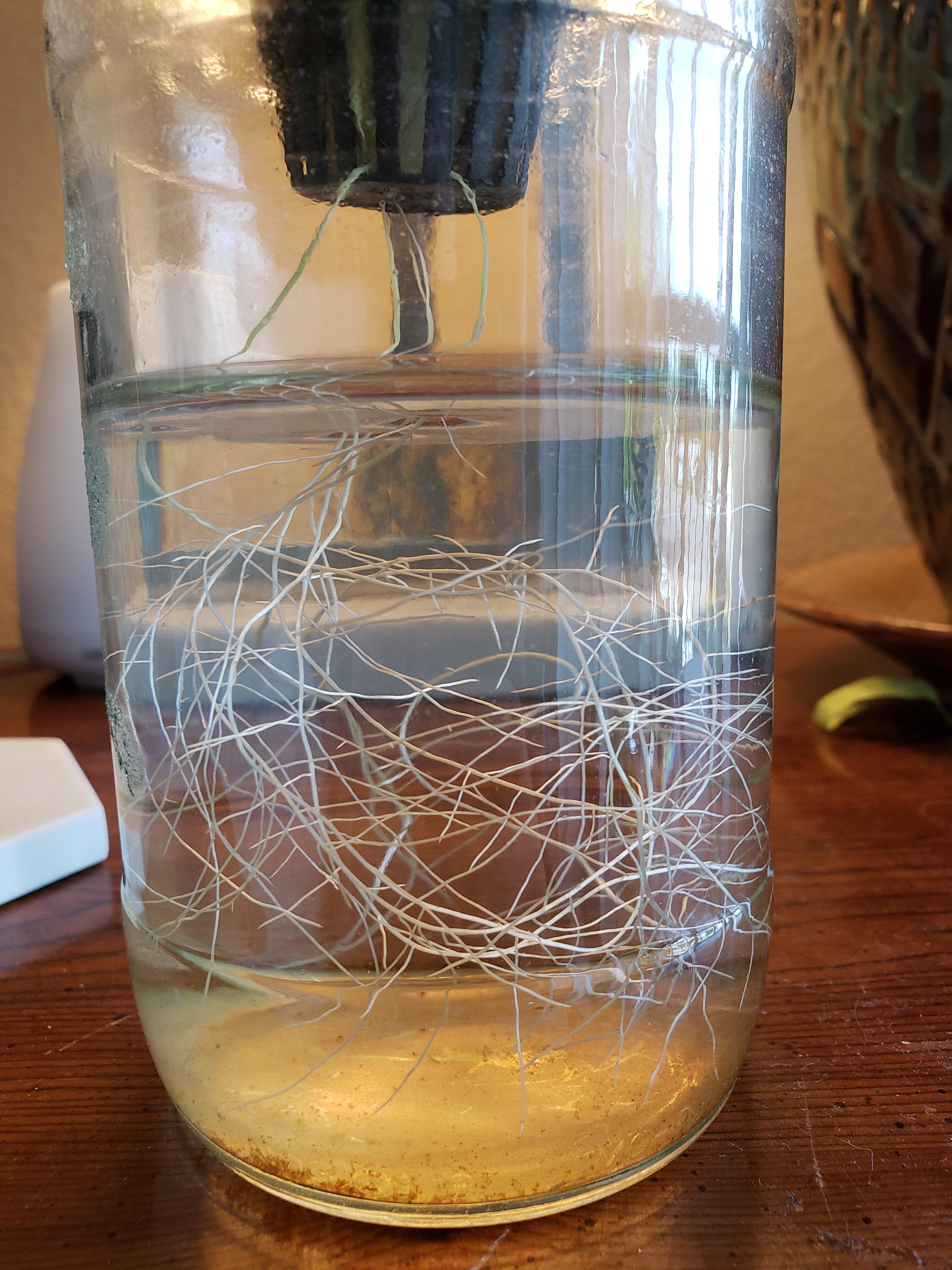 Root porn | Scrolller