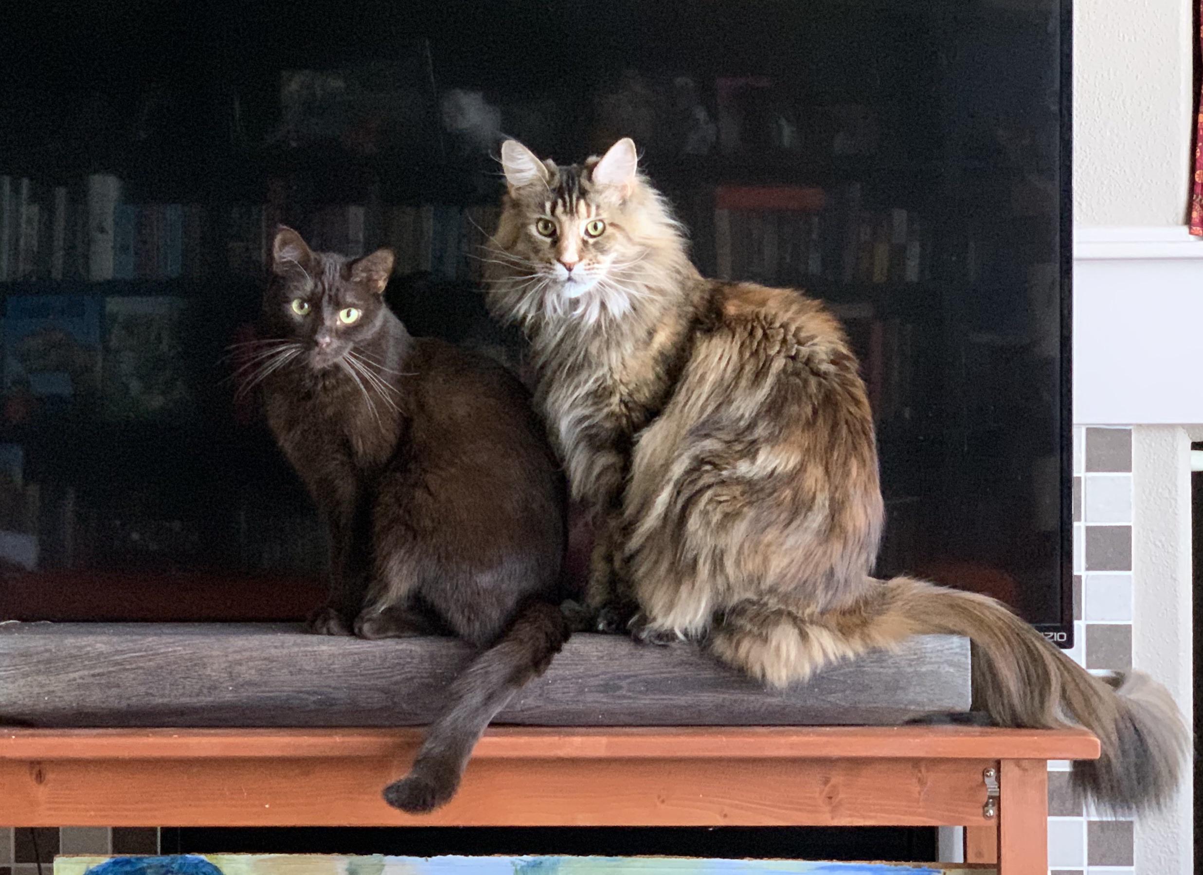 Rose and Blanche-Wayne | Scrolller