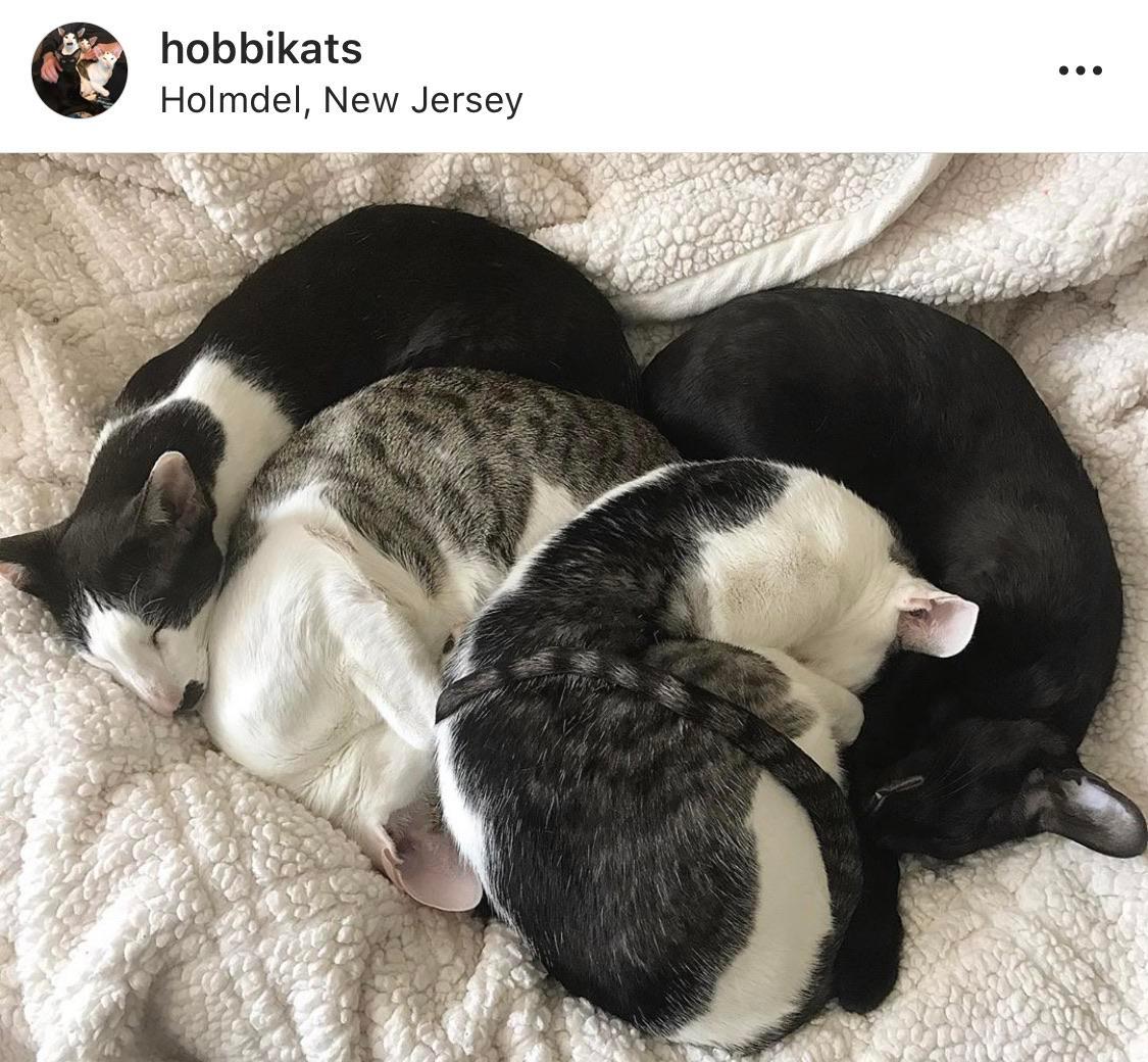 Round cuddle puddle. | Scrolller