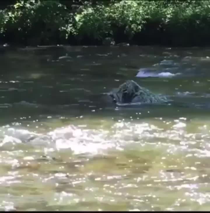 Row Row Row Your Float, Gently Down The Stream | Scrolller