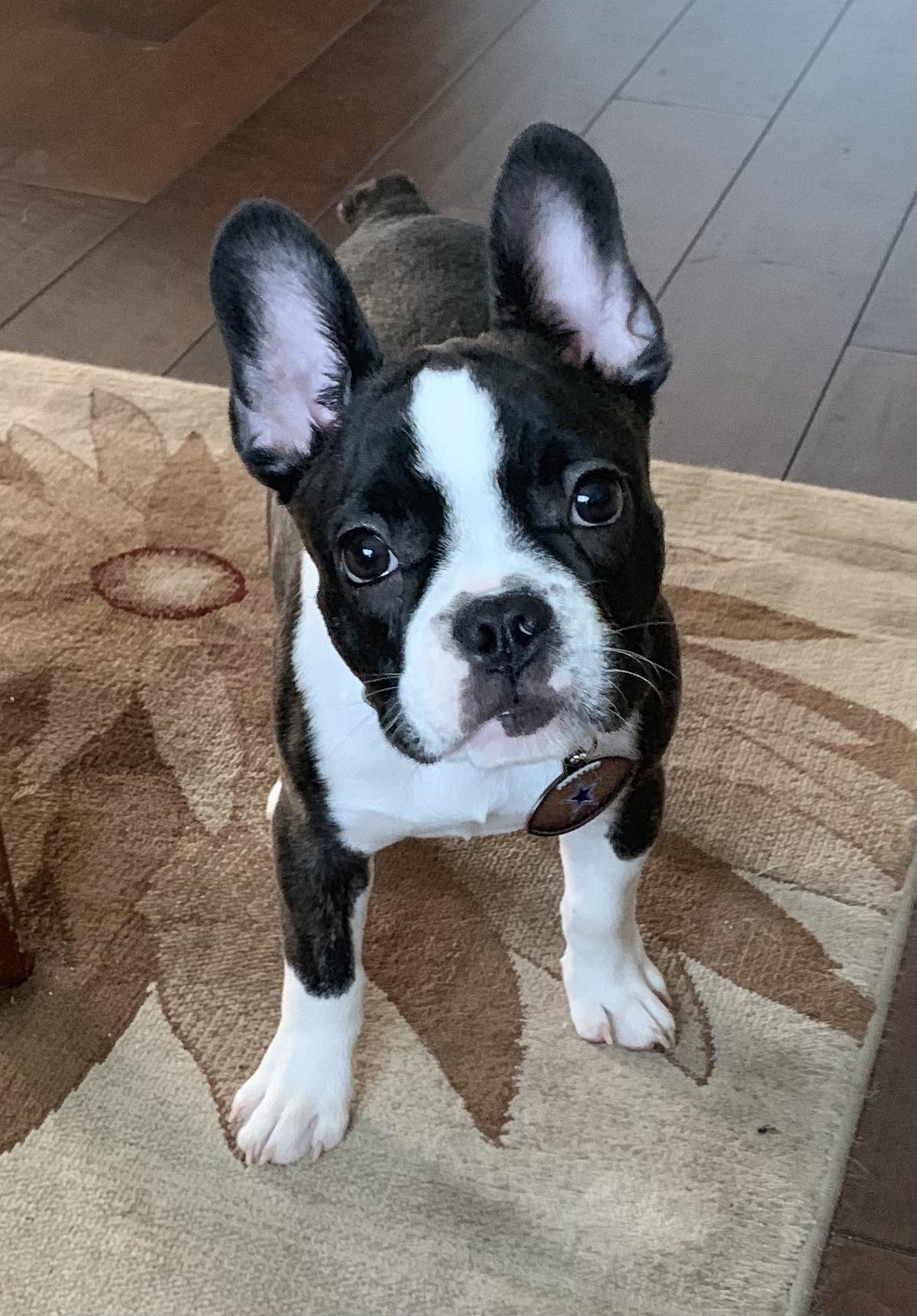 Rowdy the frenchie. | Scrolller