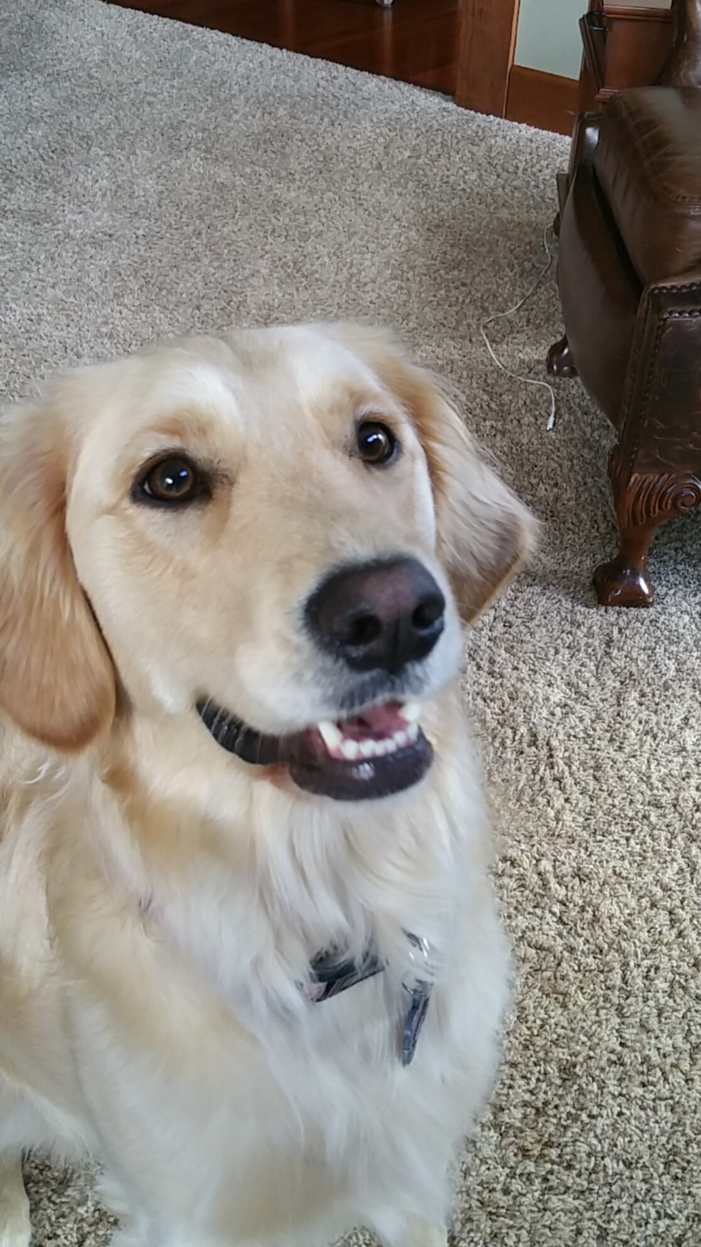 Roxy is such a happy pup. :) | Scrolller