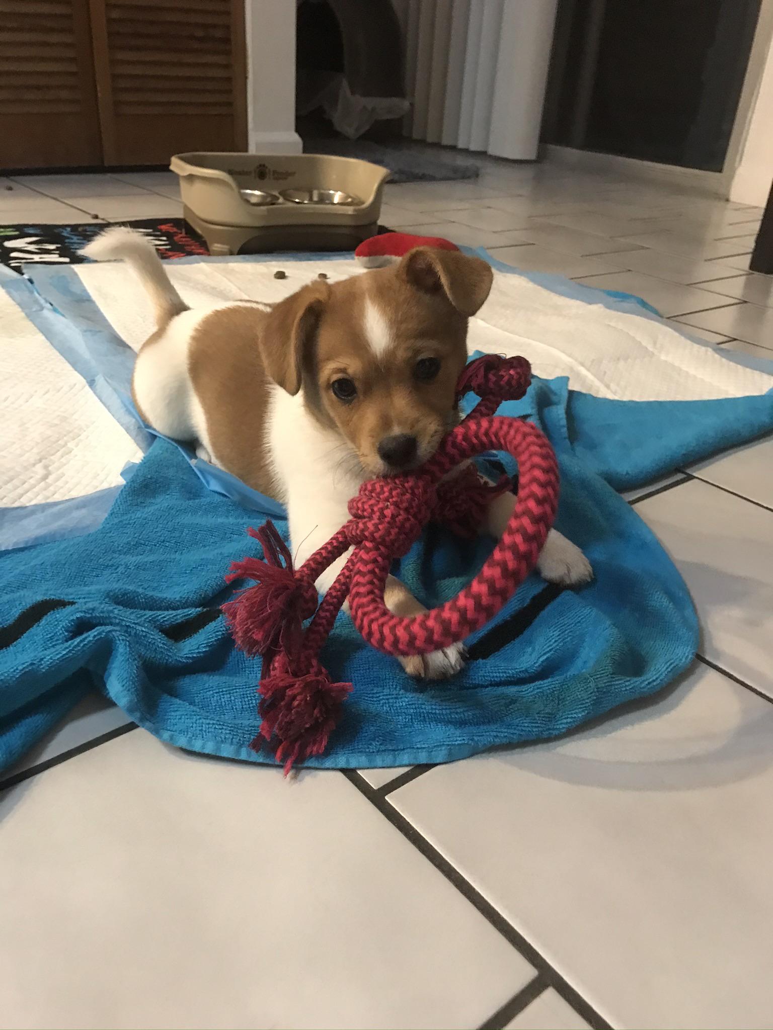 Ruby Soho, bad pup extraordinaire | Scrolller