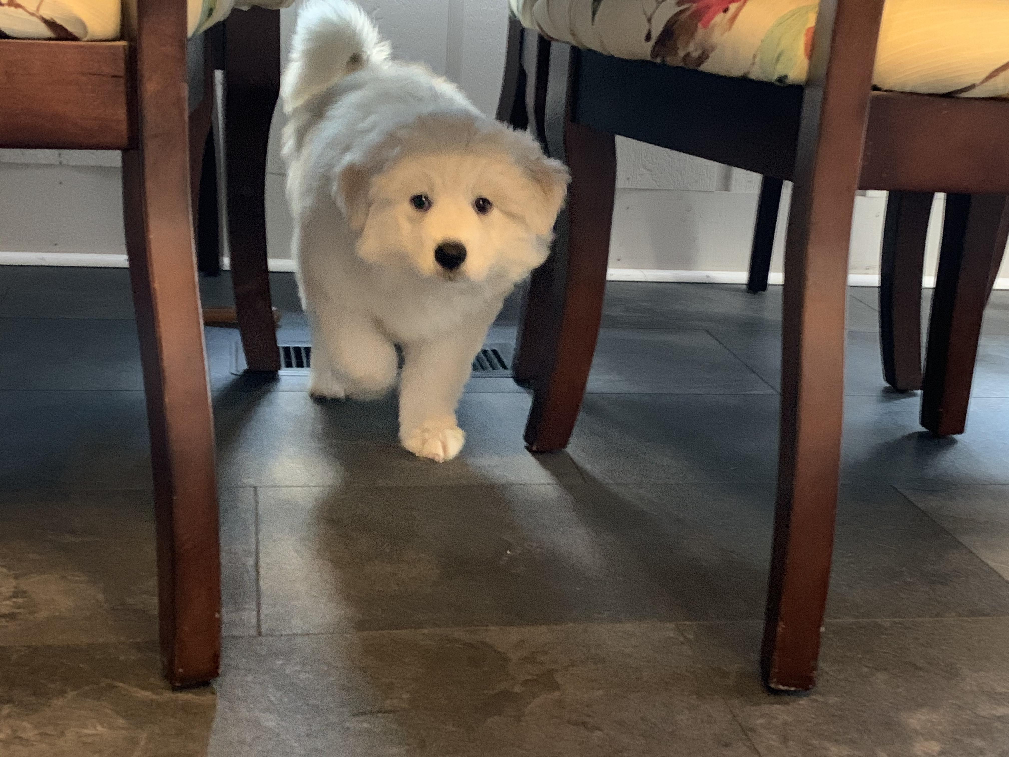 Ruby sue’s first day home. | Scrolller