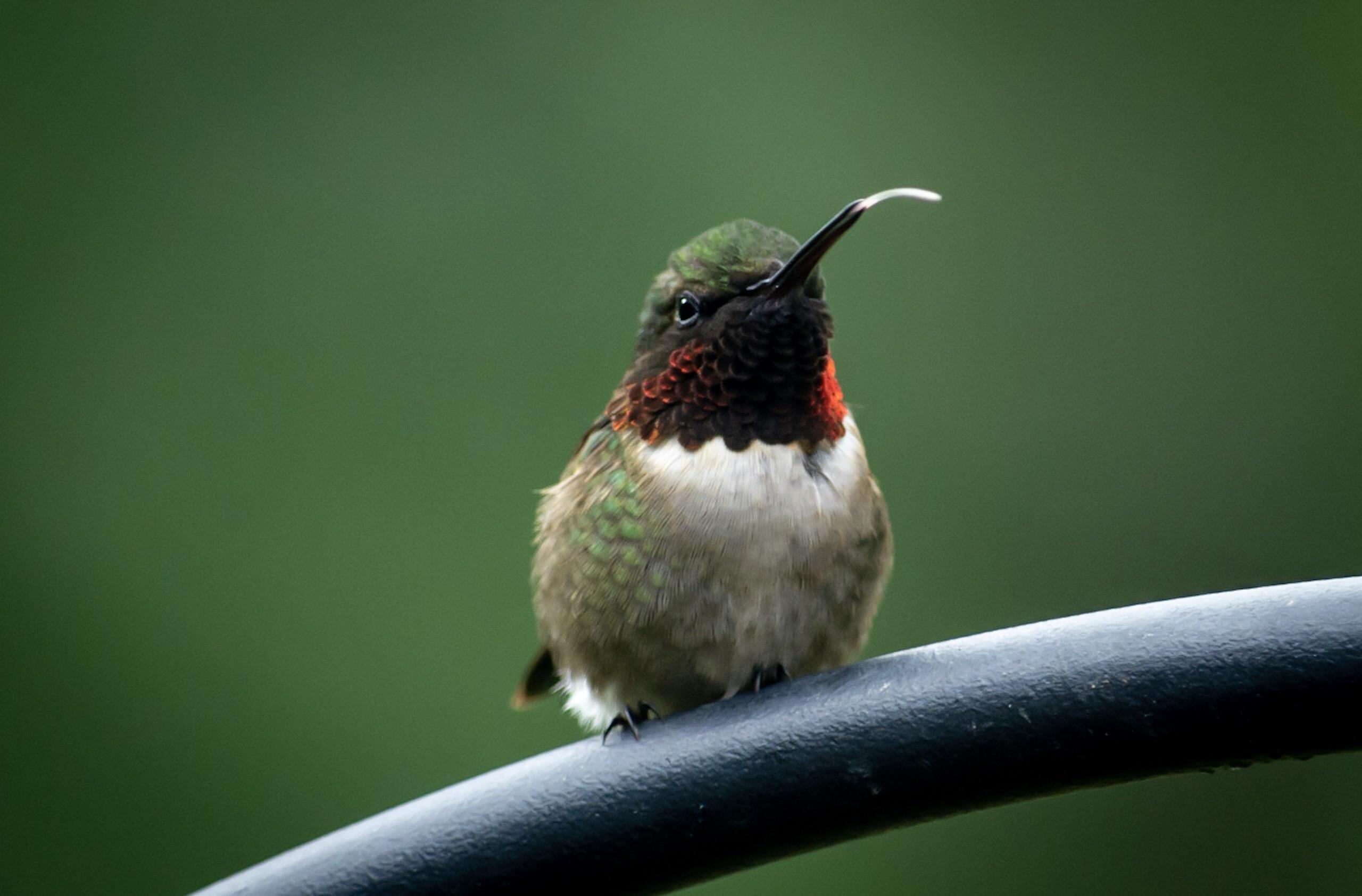 Ruby Throat | Scrolller