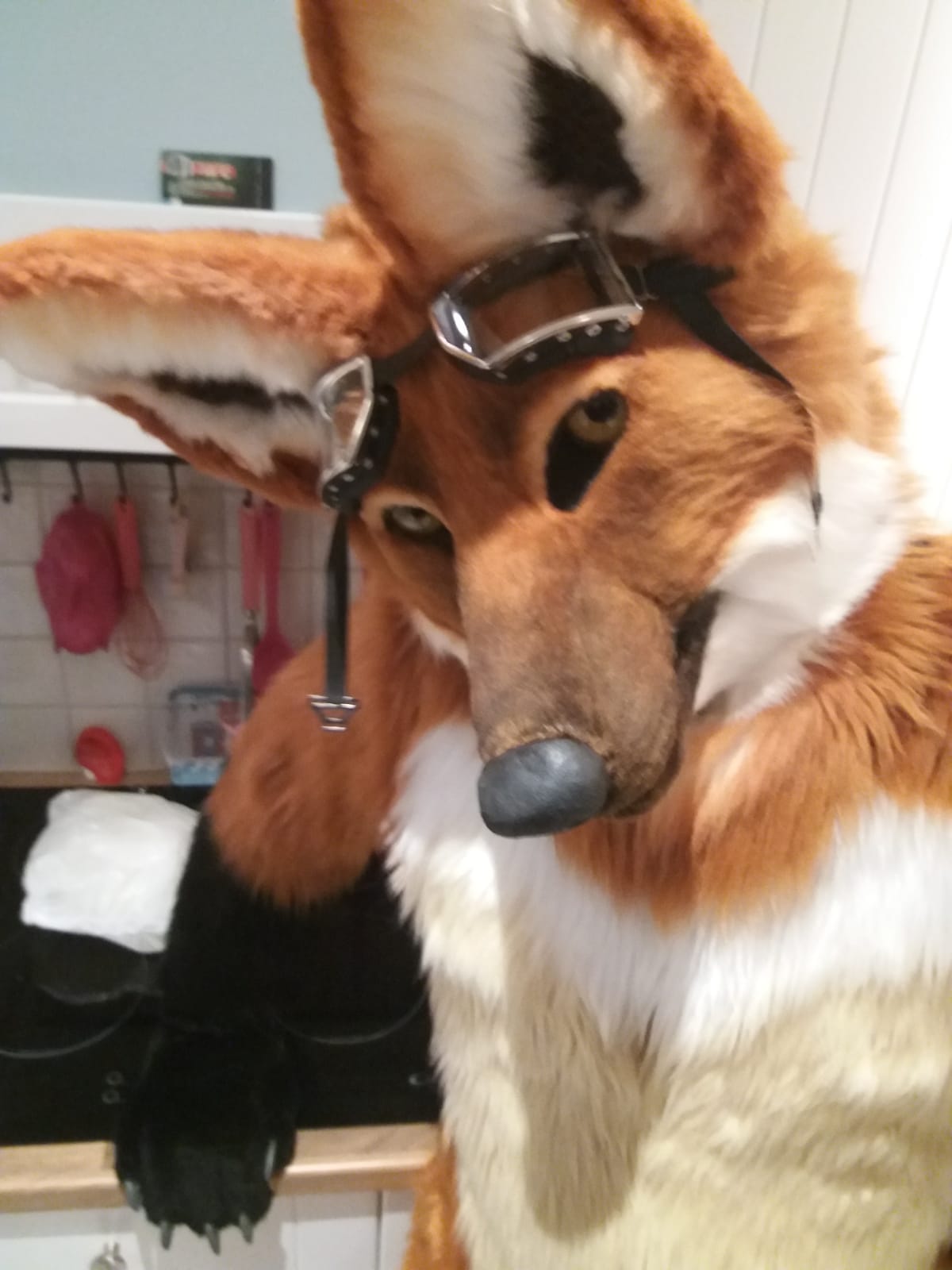 Rufe, my Maned Wolf realistic fursuit! Partial by WMW66 Costumes, later completed as a fullsuit ...
