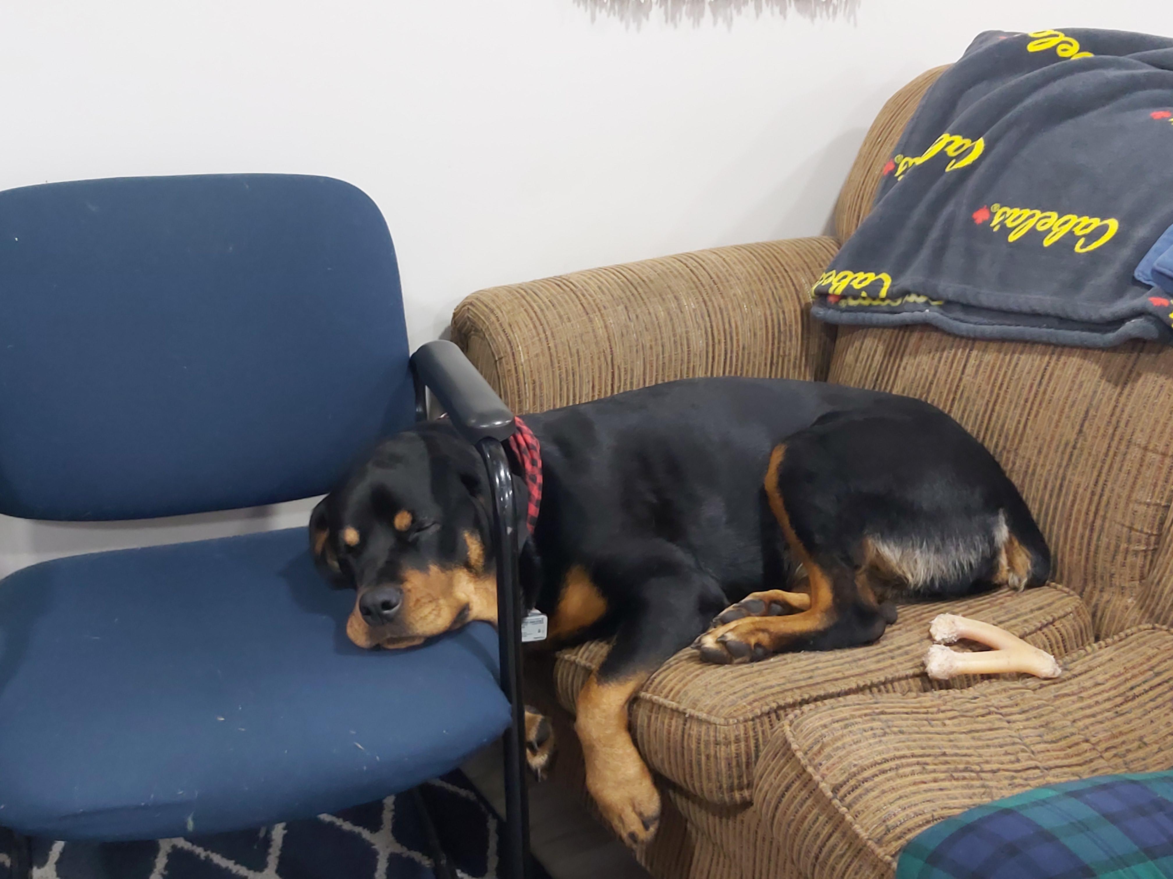 Ruff day | Scrolller