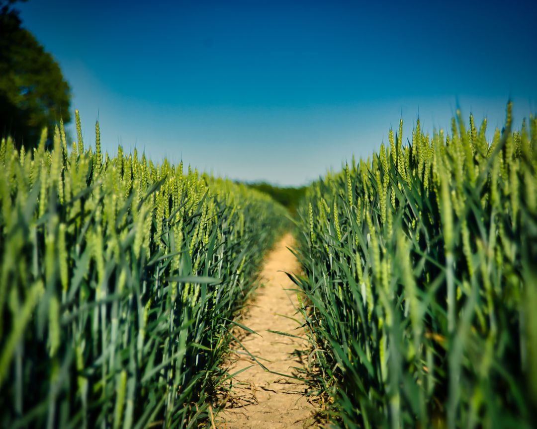 Running through the fields | Scrolller