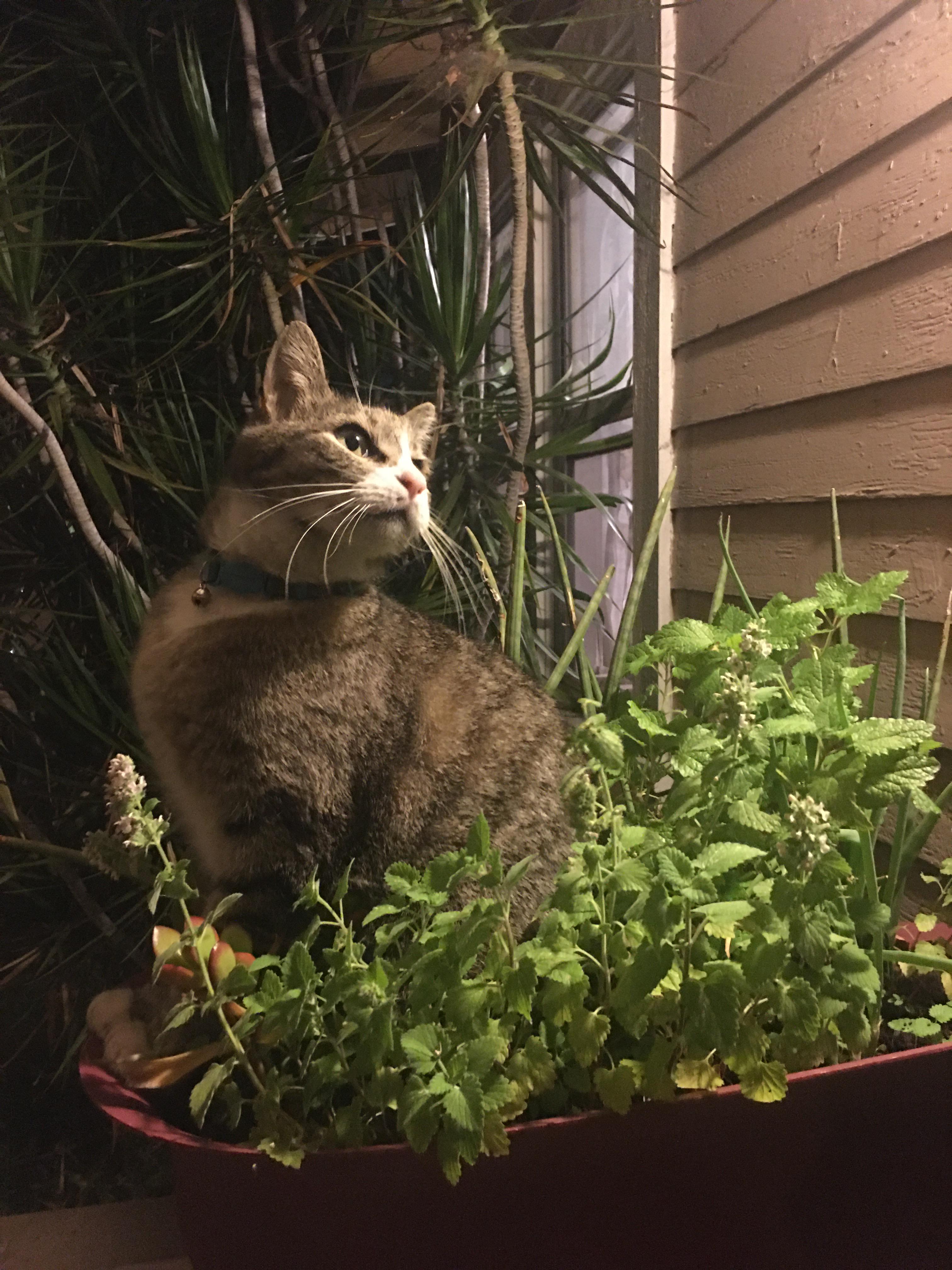 Runt loves the catnip | Scrolller