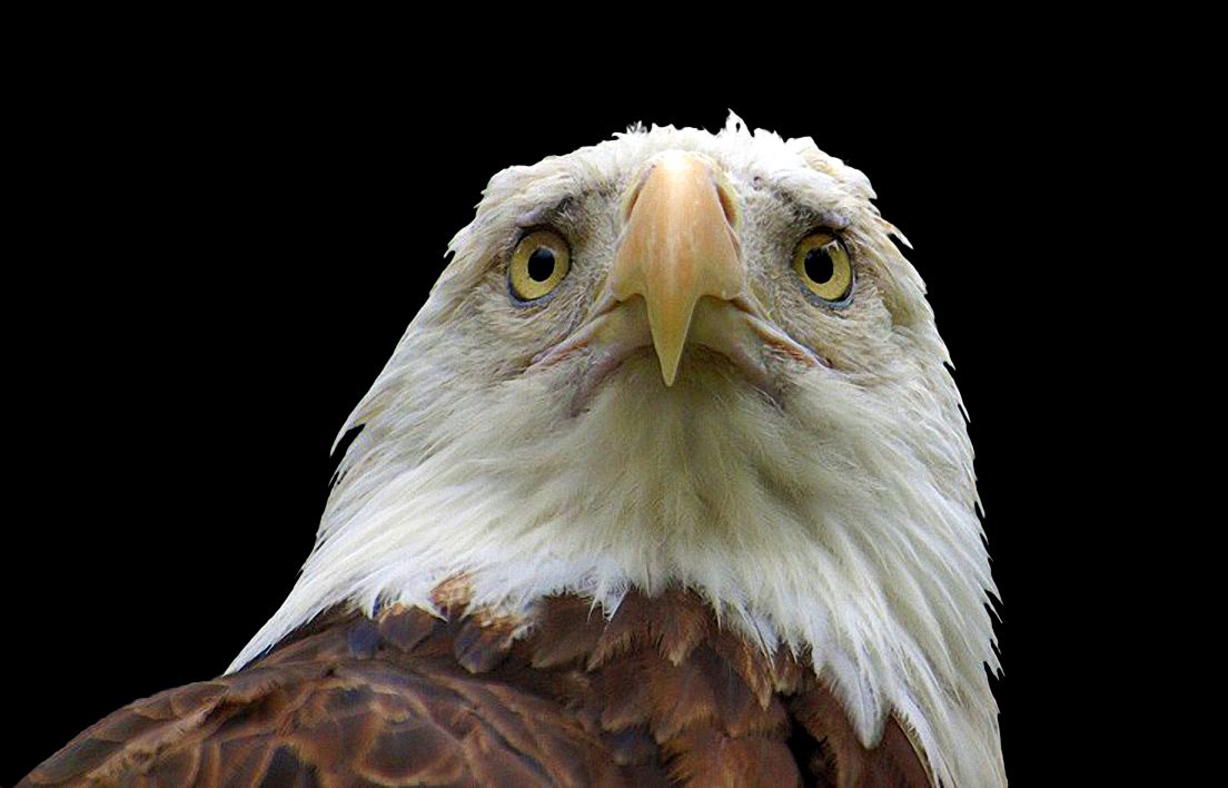 Sad Bald Eagle | Scrolller