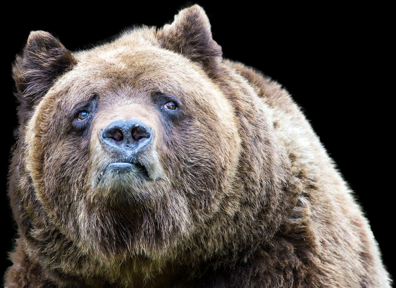 Sad looking bear | Scrolller