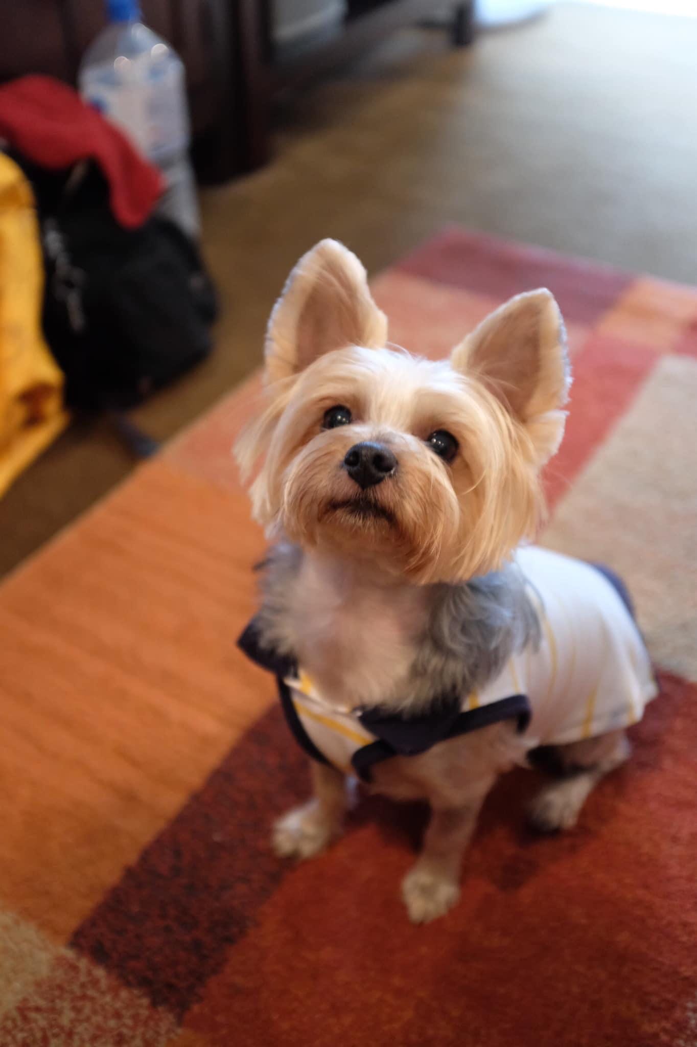 Sakura After Lockdown Grooming | Scrolller