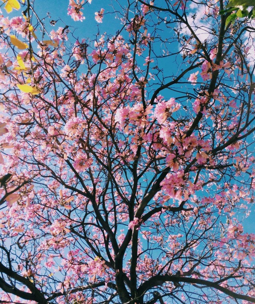 Sakura ( cherry blossom ) 🌸 | Scrolller