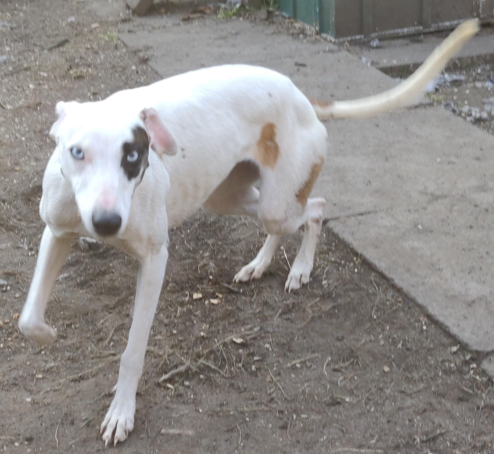 Saluki Collie grey X Saluki whippet | Scrolller