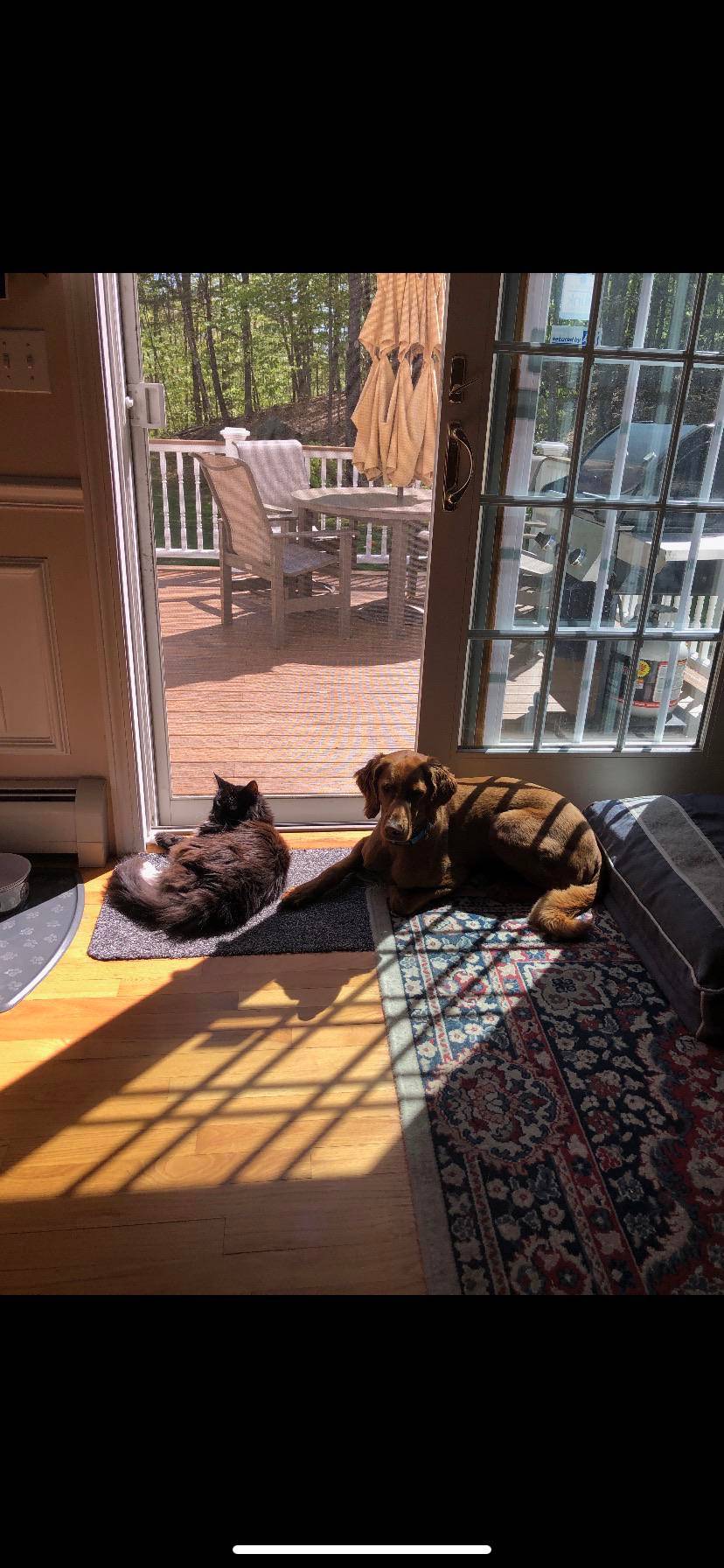 Sammy (left) and Brodie (right) team up to demand to go outside. | Scrolller