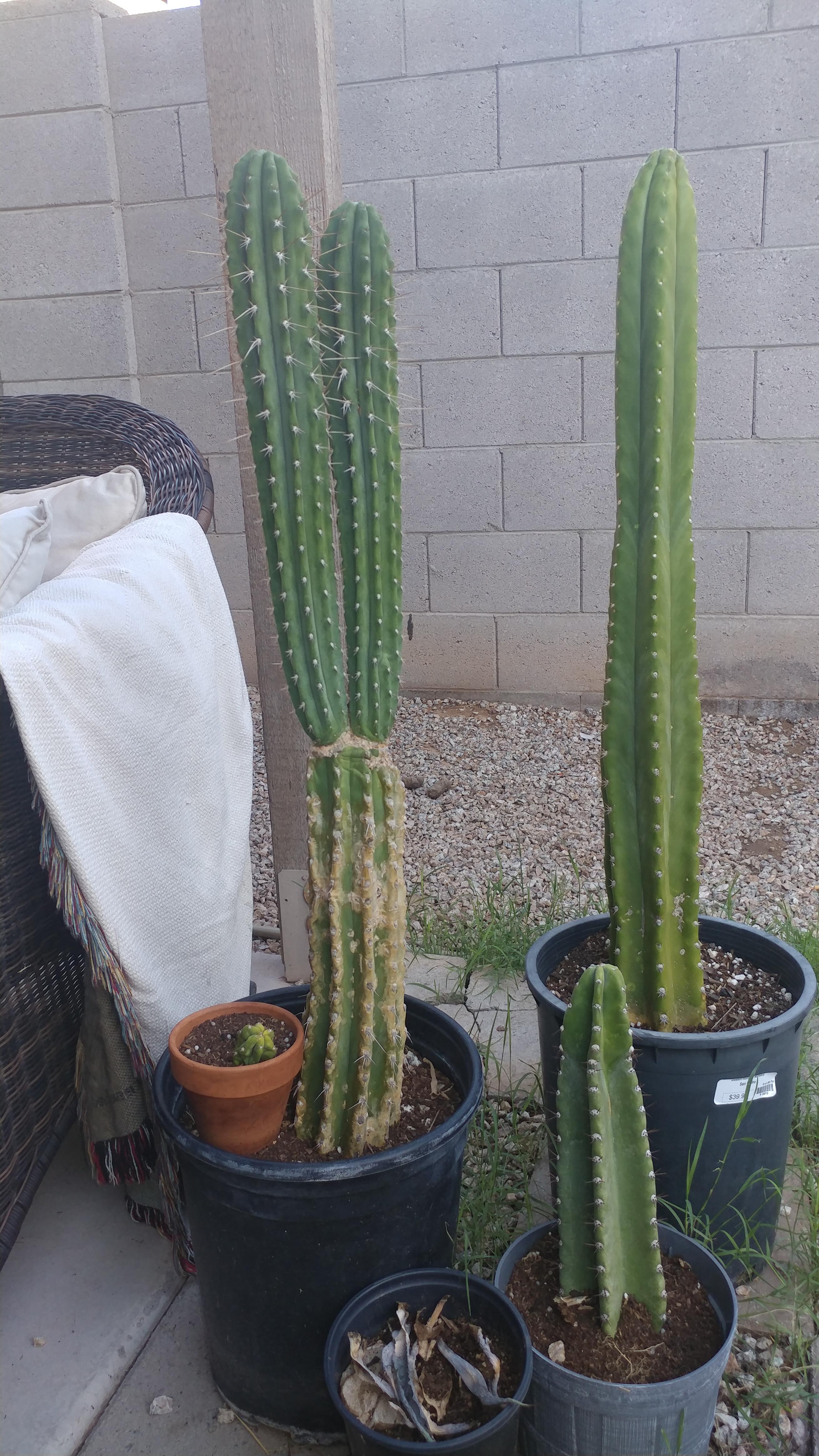 San Pedro cacti | Scrolller