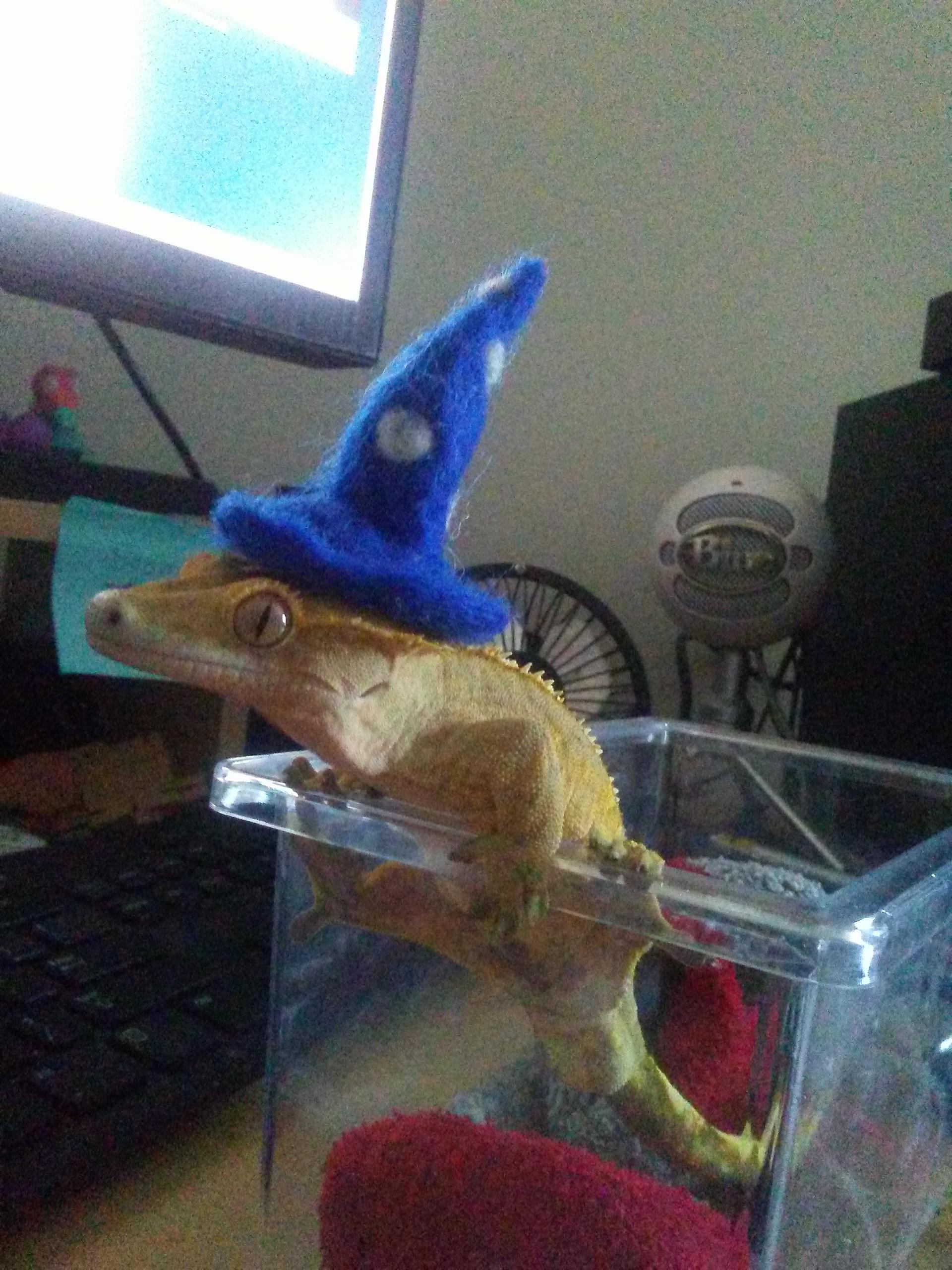 Sasha the wizard geck | Scrolller