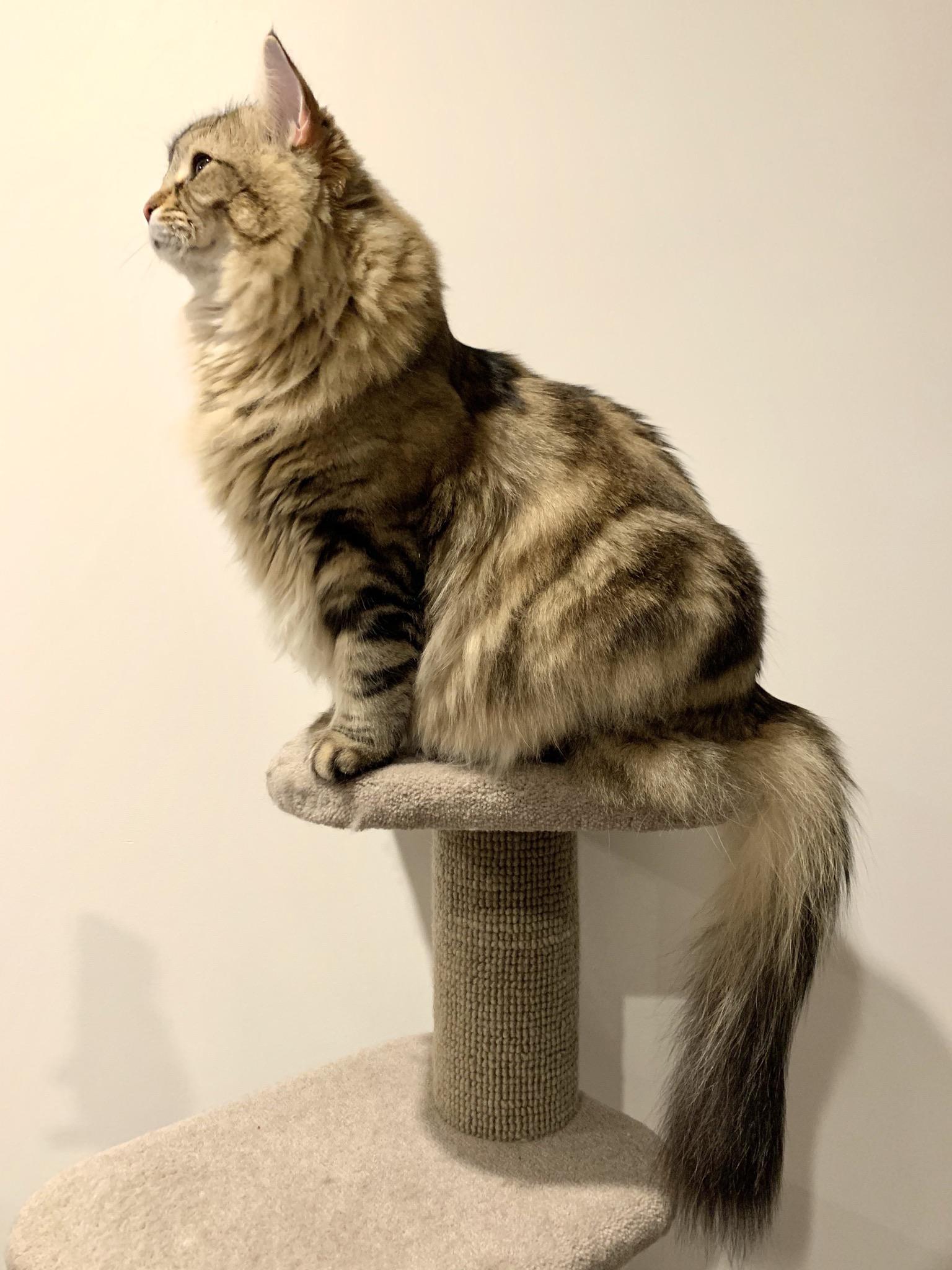 Sashimi showing off his beautiful profile. Super meowdel indeed!! (15 ...