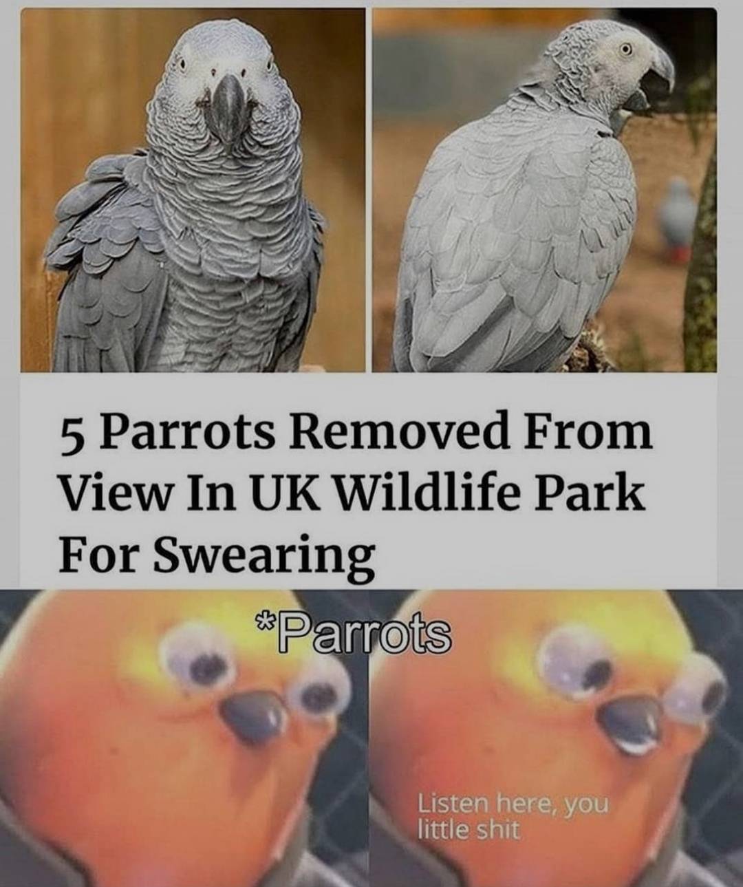 Savage birds | Scrolller