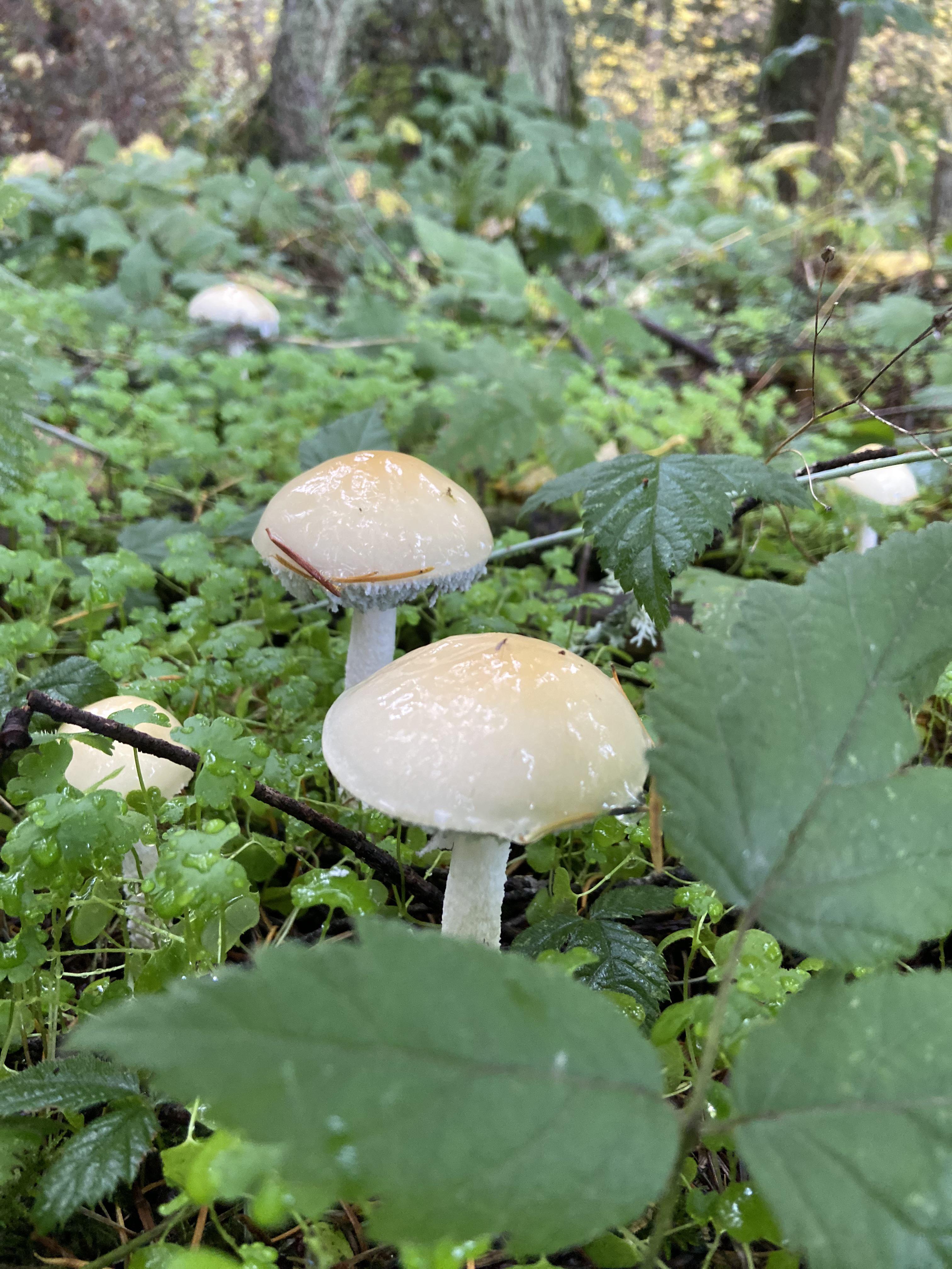 Saw these in Washington state today | Scrolller