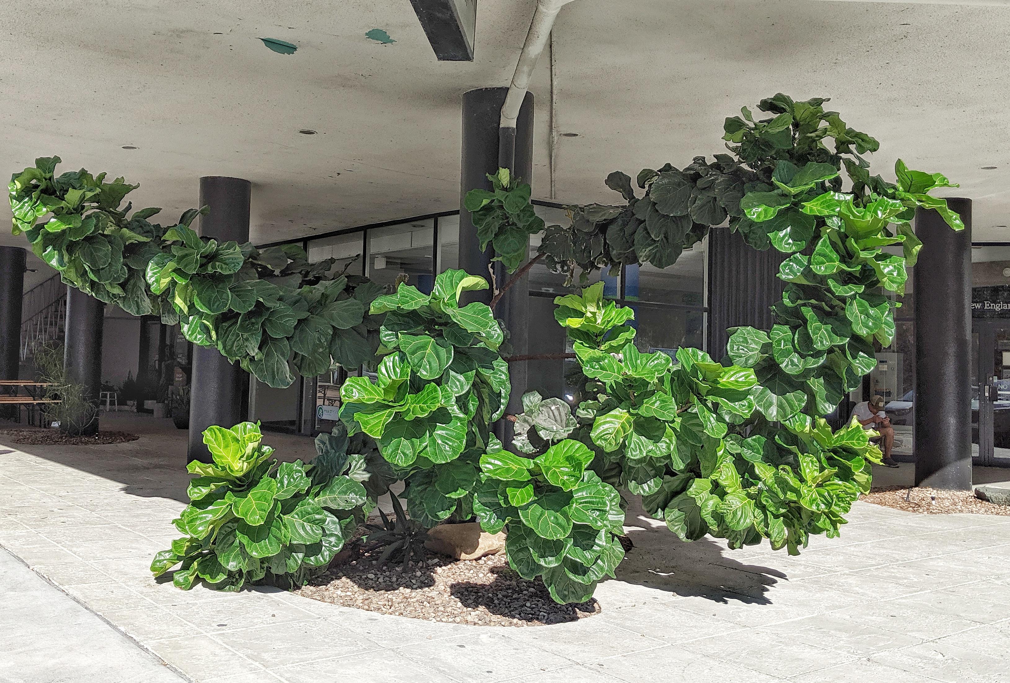 Saw this gorgeous, gigantic fiddle-leaf fig today! 😍 | Scrolller