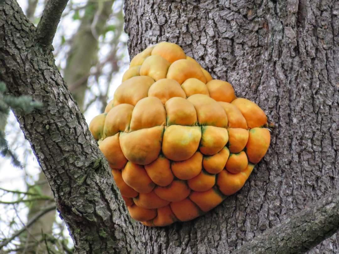 Saw this in the woods. What is this? Fungus or art? | Scrolller