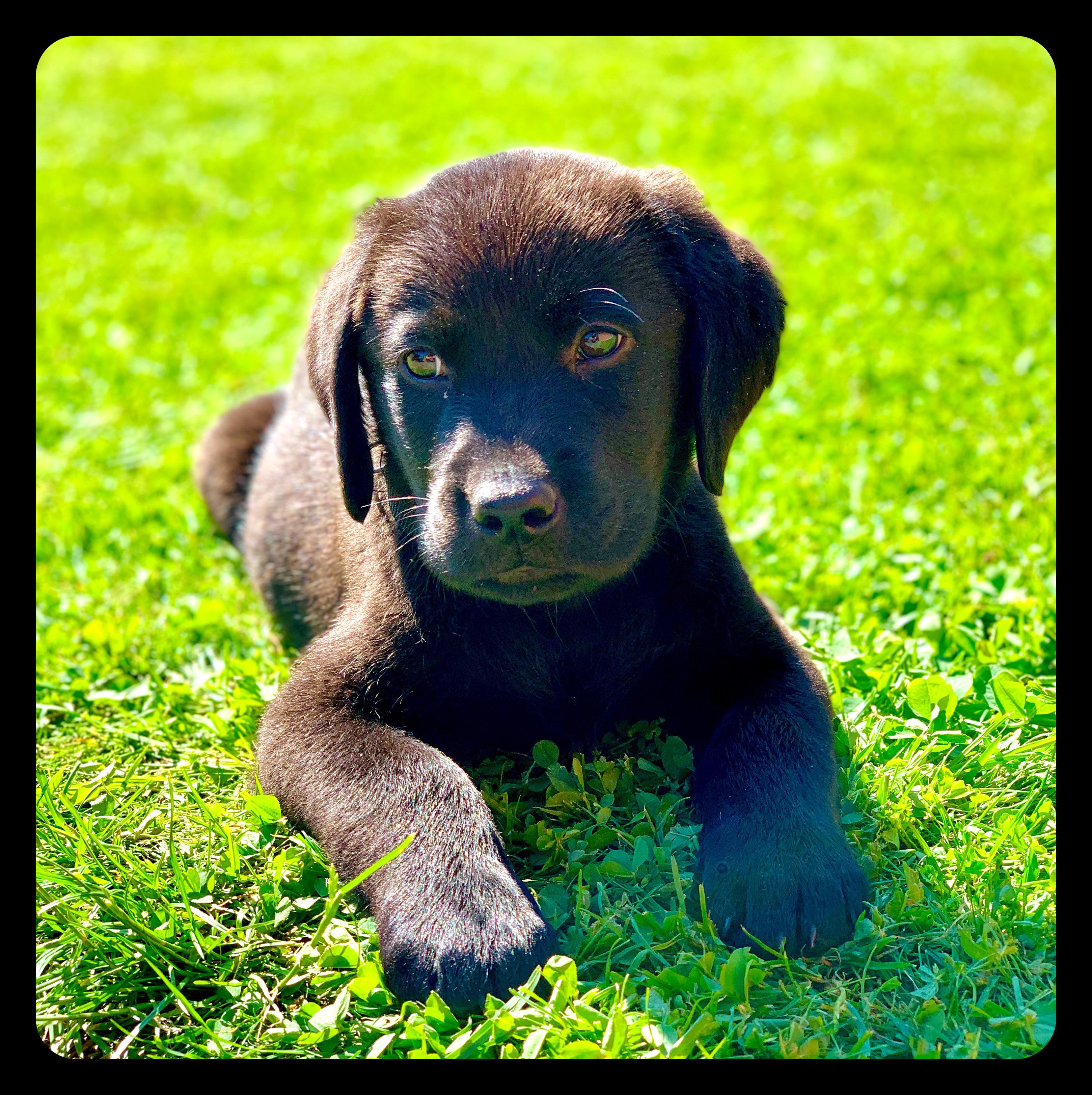 Say hello to our 8 week old goodest boy “Leon” ️ | Scrolller