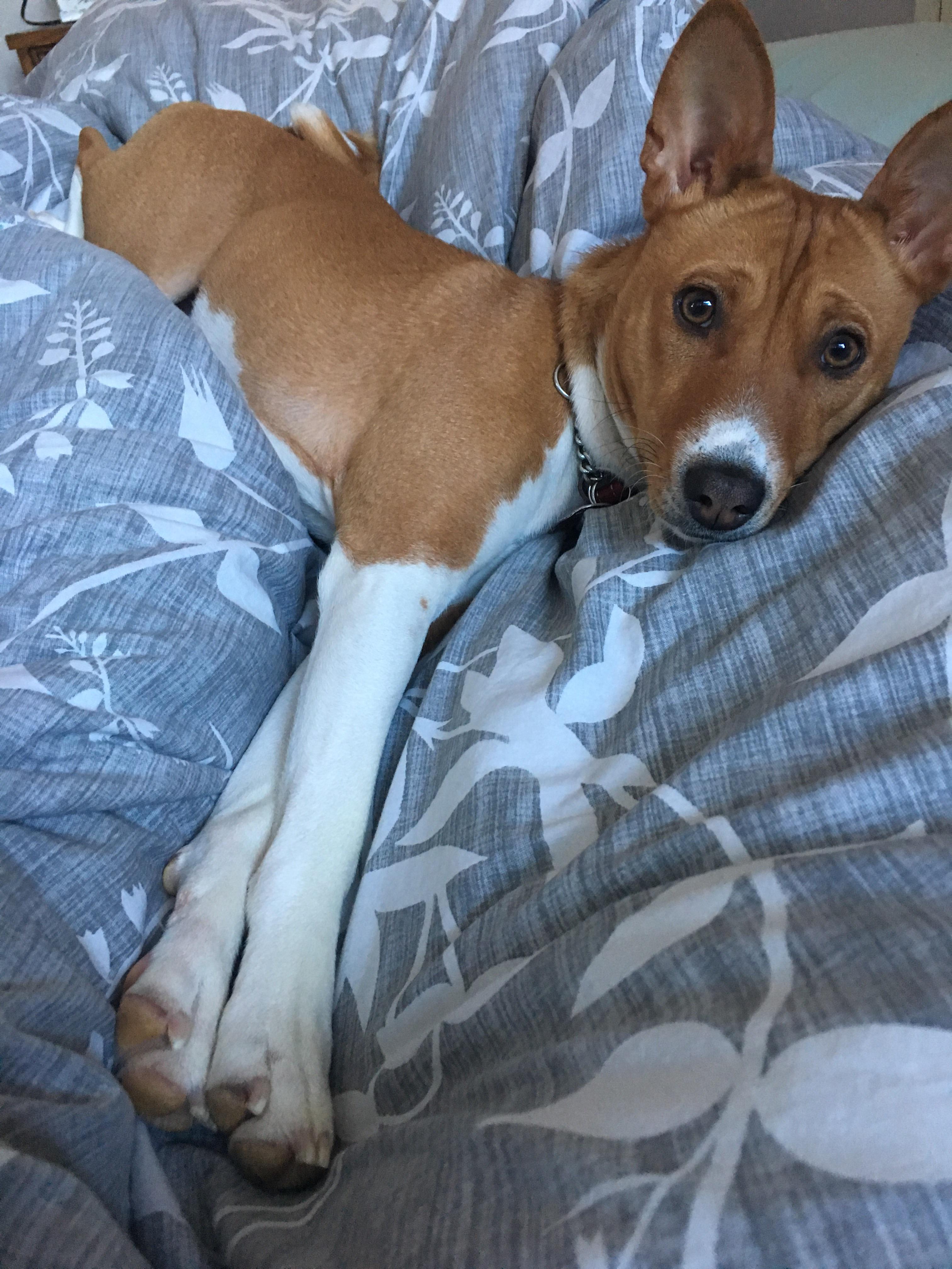 Say hello to ruby! | Scrolller