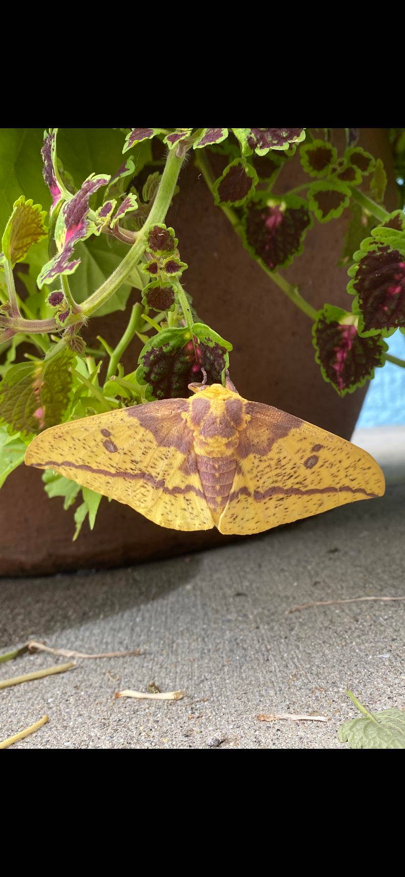 Say hi mr imperial 😍 anyone else love butterflies and moths? | Scrolller