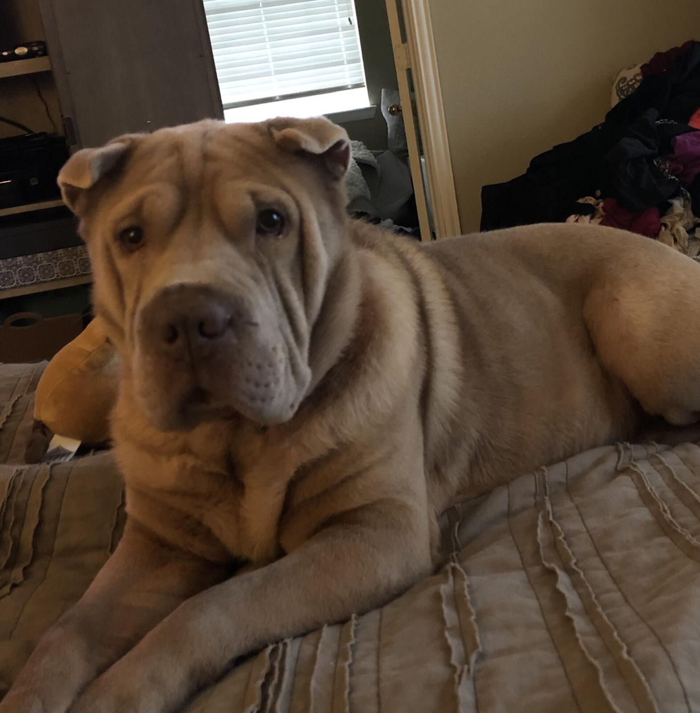 Say hi to Otis | Scrolller