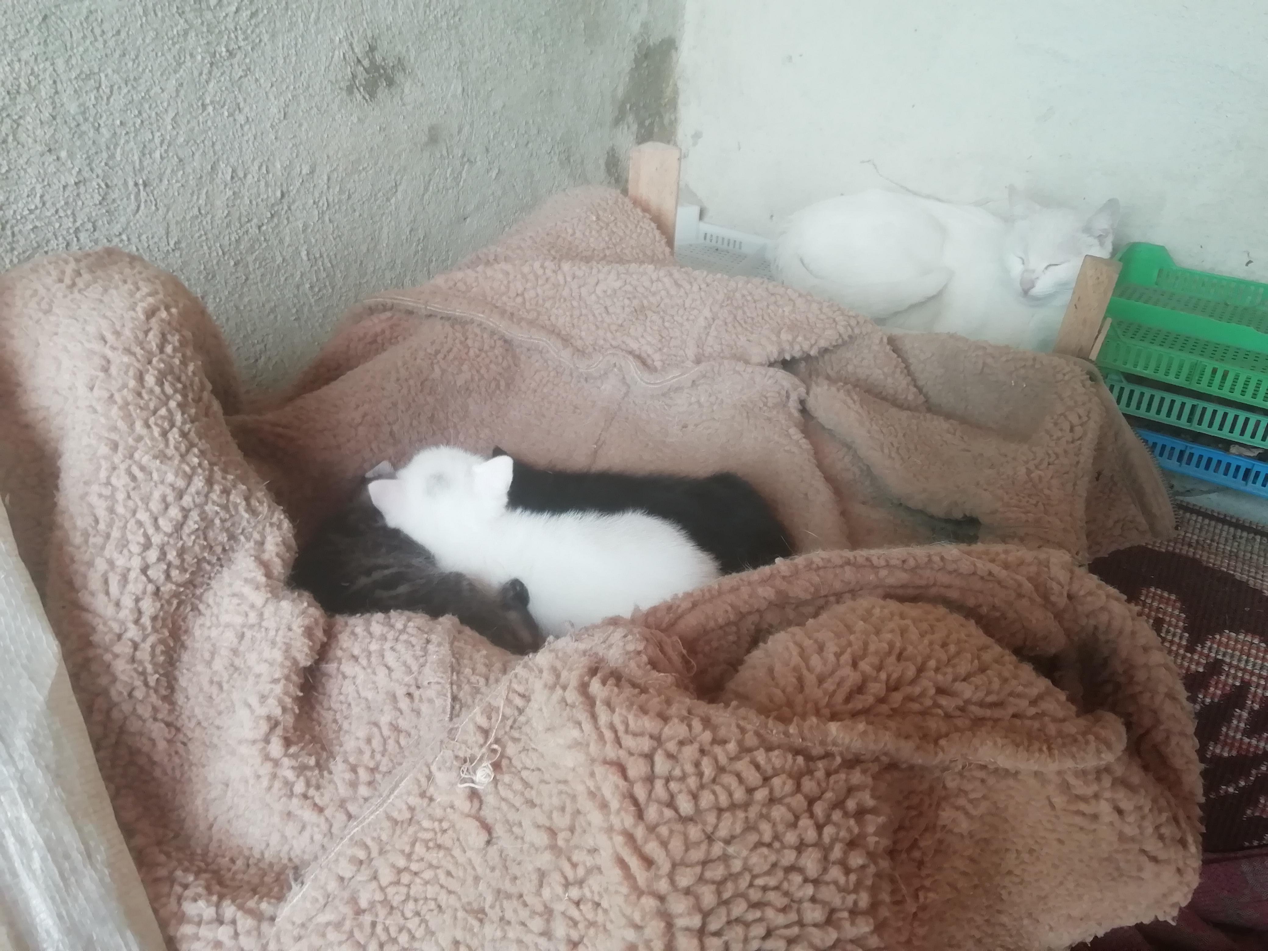 Say hi to Pieck, Porco and Eren | Scrolller