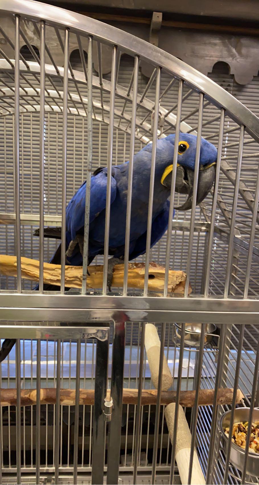 Say hi to Rocco the hyacinth macaw!! | Scrolller