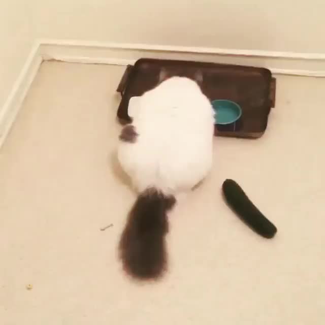 Scared floof | Scrolller