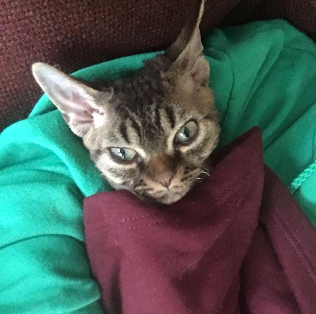 Scared to unwrap this purrito | Scrolller Scared to unwrap this purrito | Scrolller