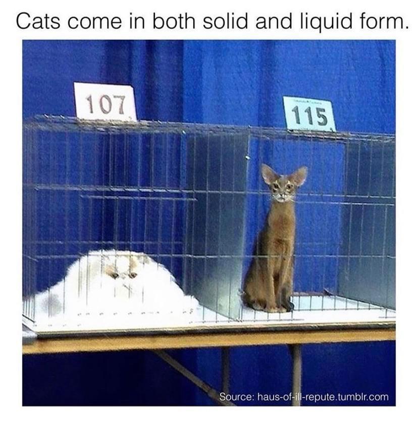 Scientific specimens of cats in both solid and liquid form | Scrolller