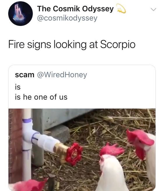 Scorpio is the fire of water | Scrolller